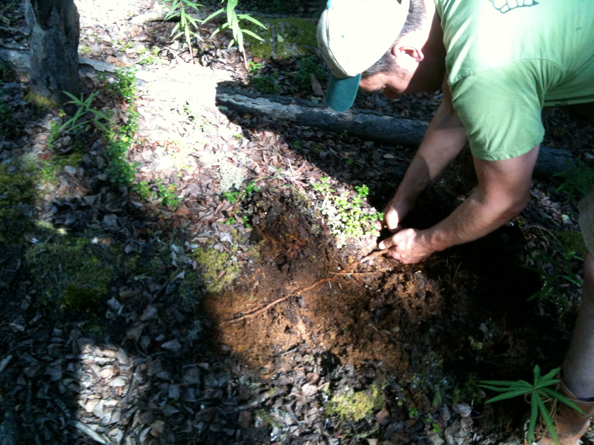 Harvesting Spruce Root : 7 Steps (with Pictures) - Instructables