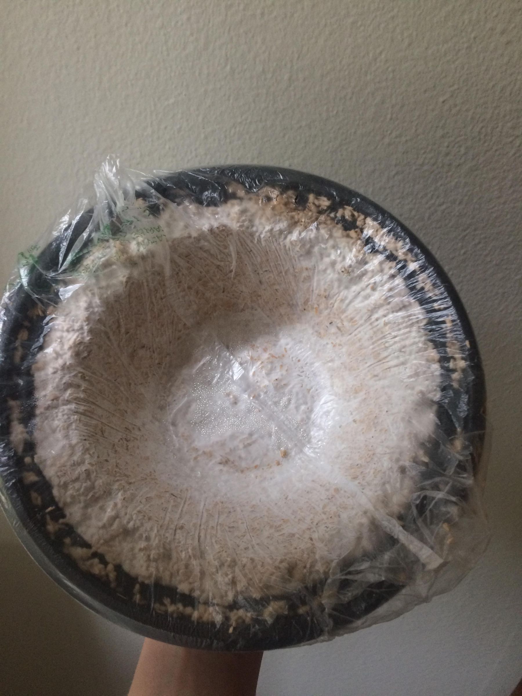 Mycelium Bowl : 12 Steps - Instructables