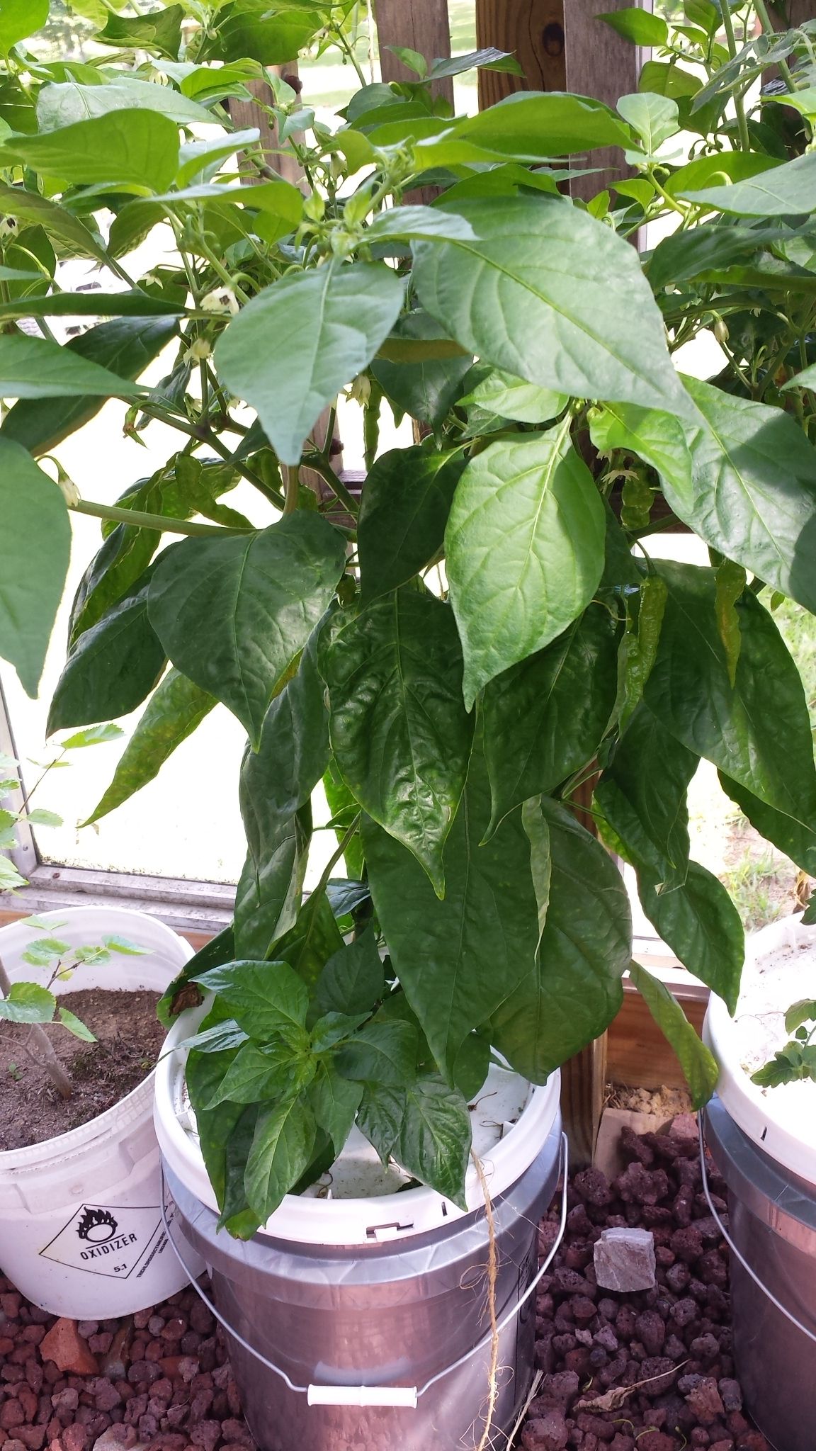 Pumpless (off Grid) Hydroponics With 5 Gallon Buckets - Instructables