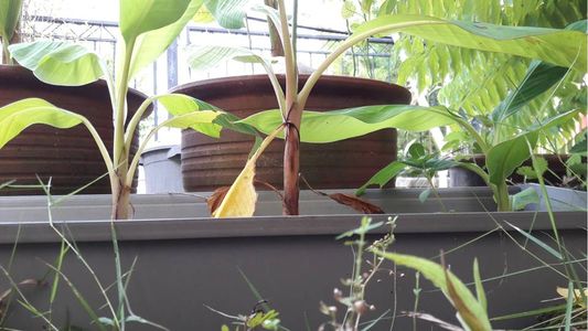 Gutter Garden : 3 Steps - Instructables