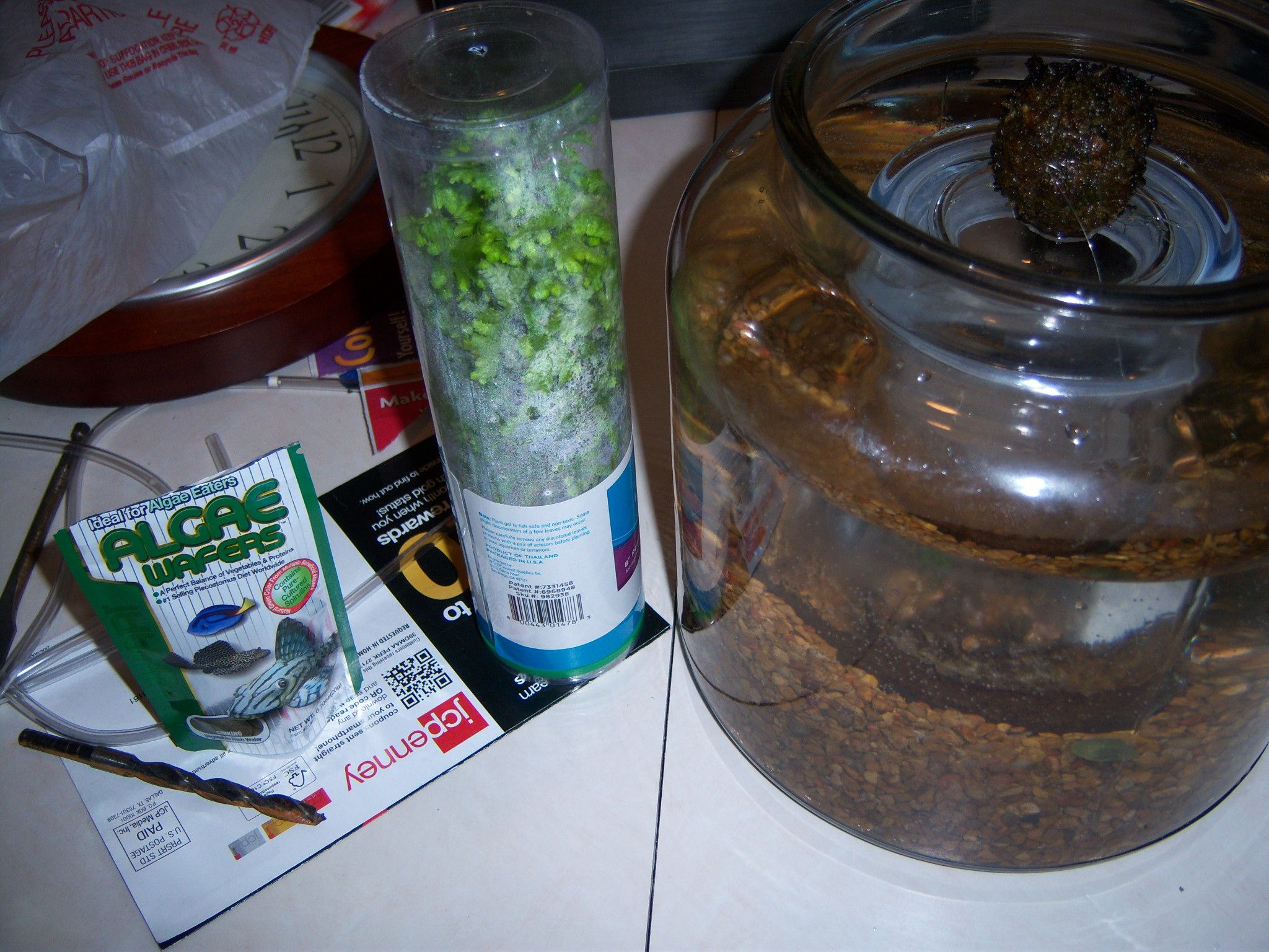 A Low Maintenance/self Sustaining Ecosystem and Aquarium! : 9 Steps ...