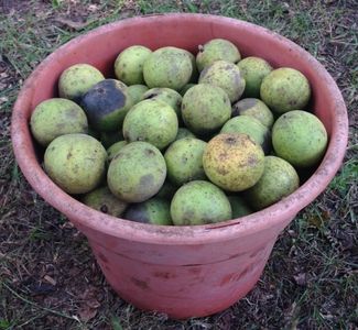 Black Walnut Harvesting & Processing : 11 Steps (with Pictures ...