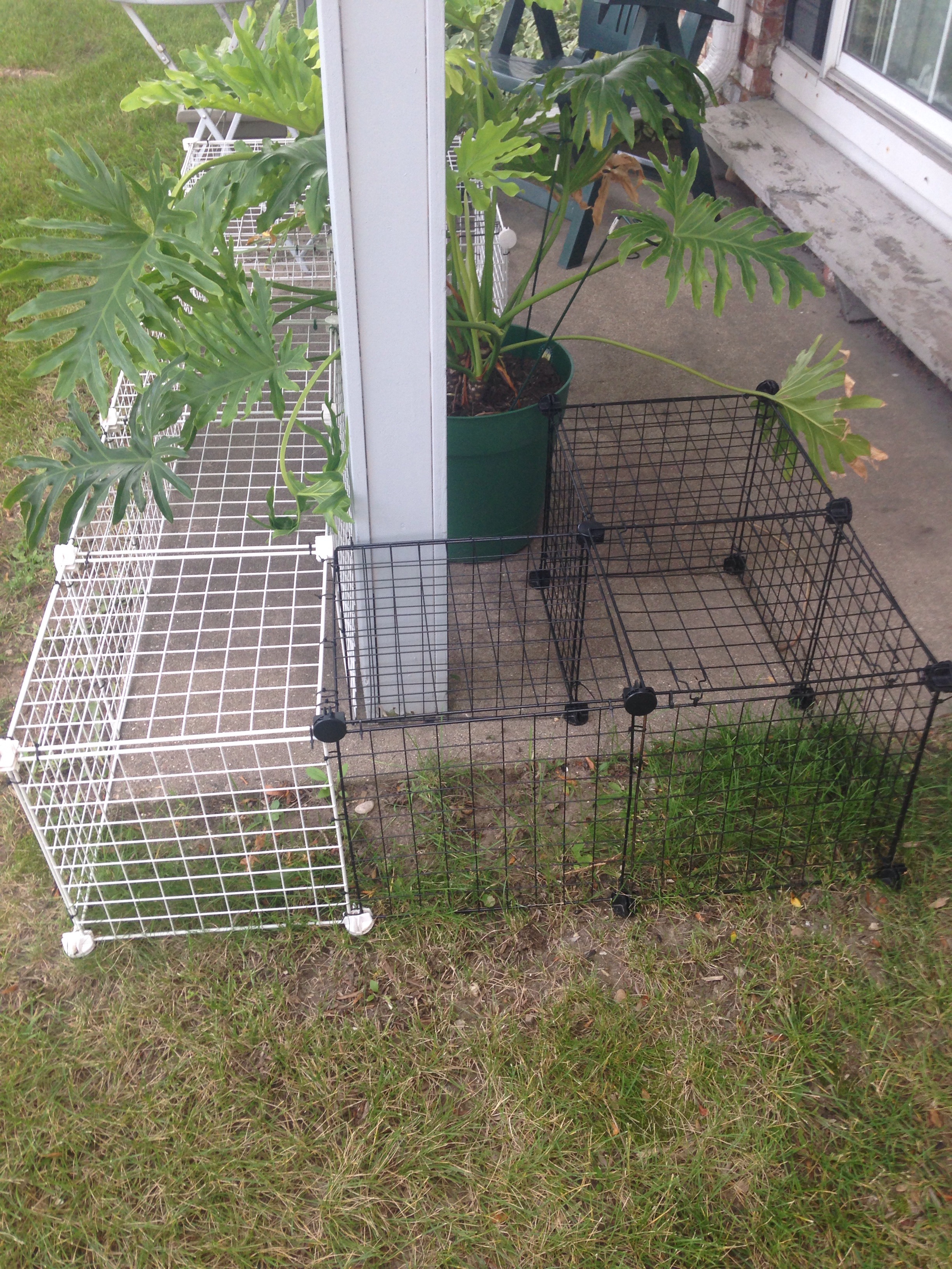 DIY Cat Run : 5 Steps - Instructables