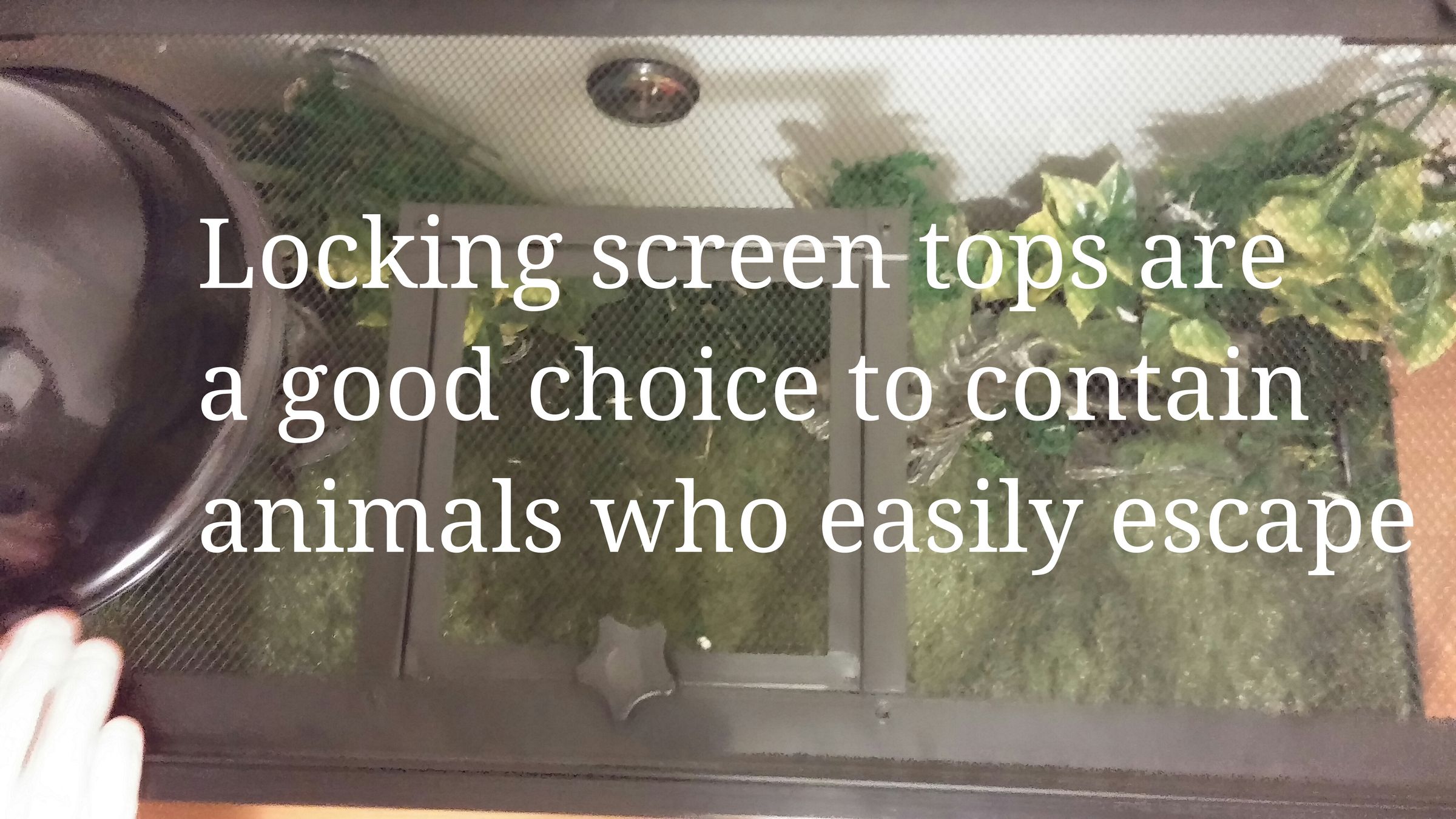 How to Set Up a Reptile Terrarium : 8 Steps (with Pictures) - Instructables