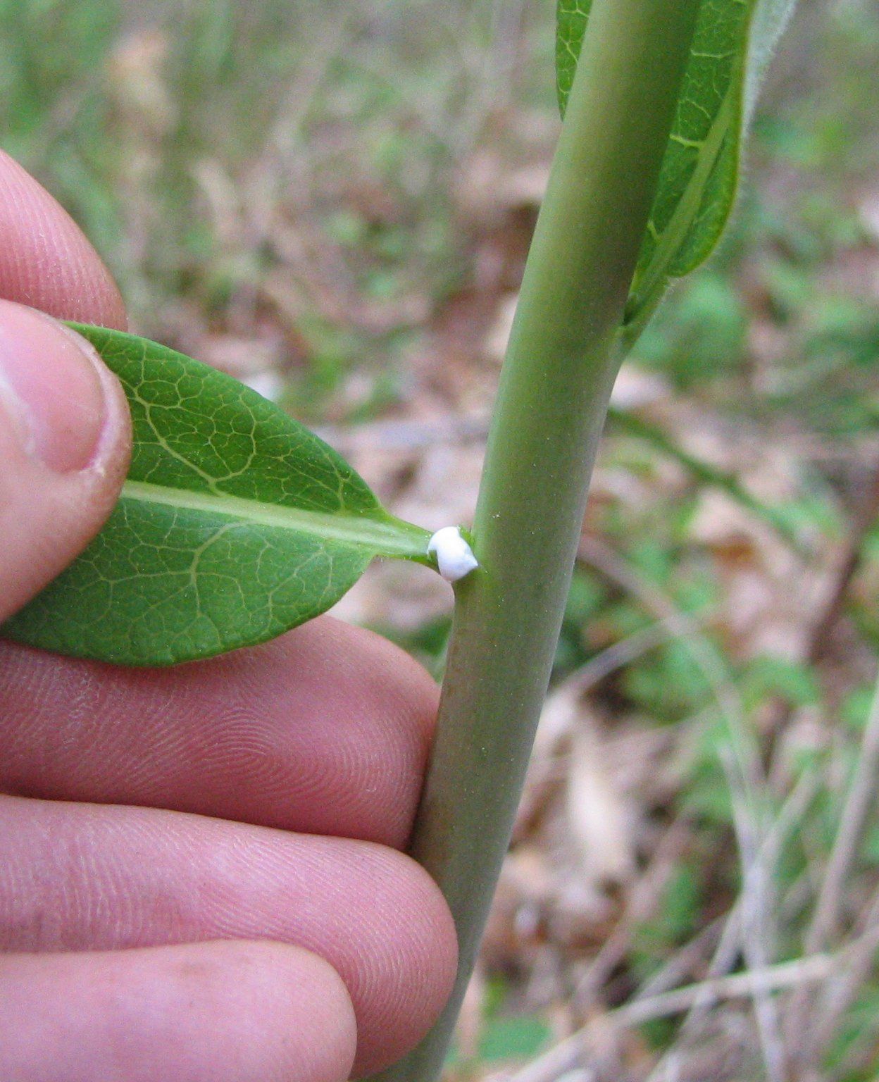 Make Rope Out of Dead Plants -- With No Tools : 7 Steps (with Pictures ...