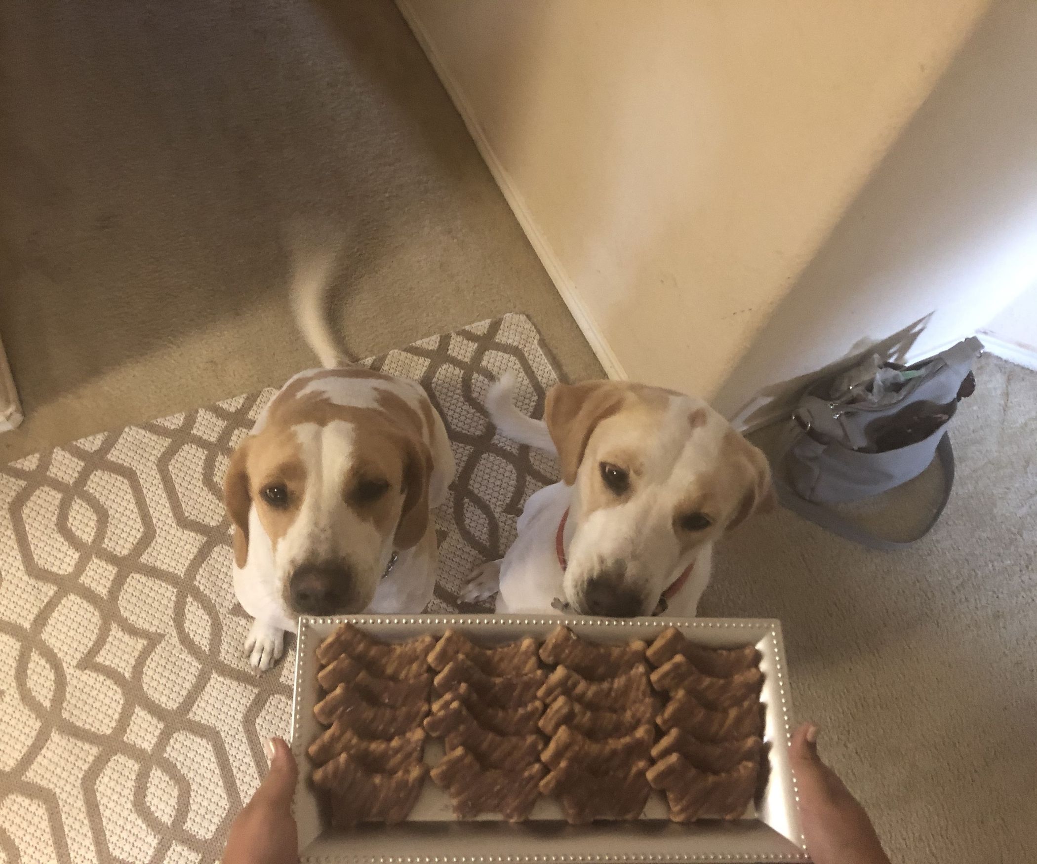 Yummy Violet Dog Treat : 9 Steps - Instructables