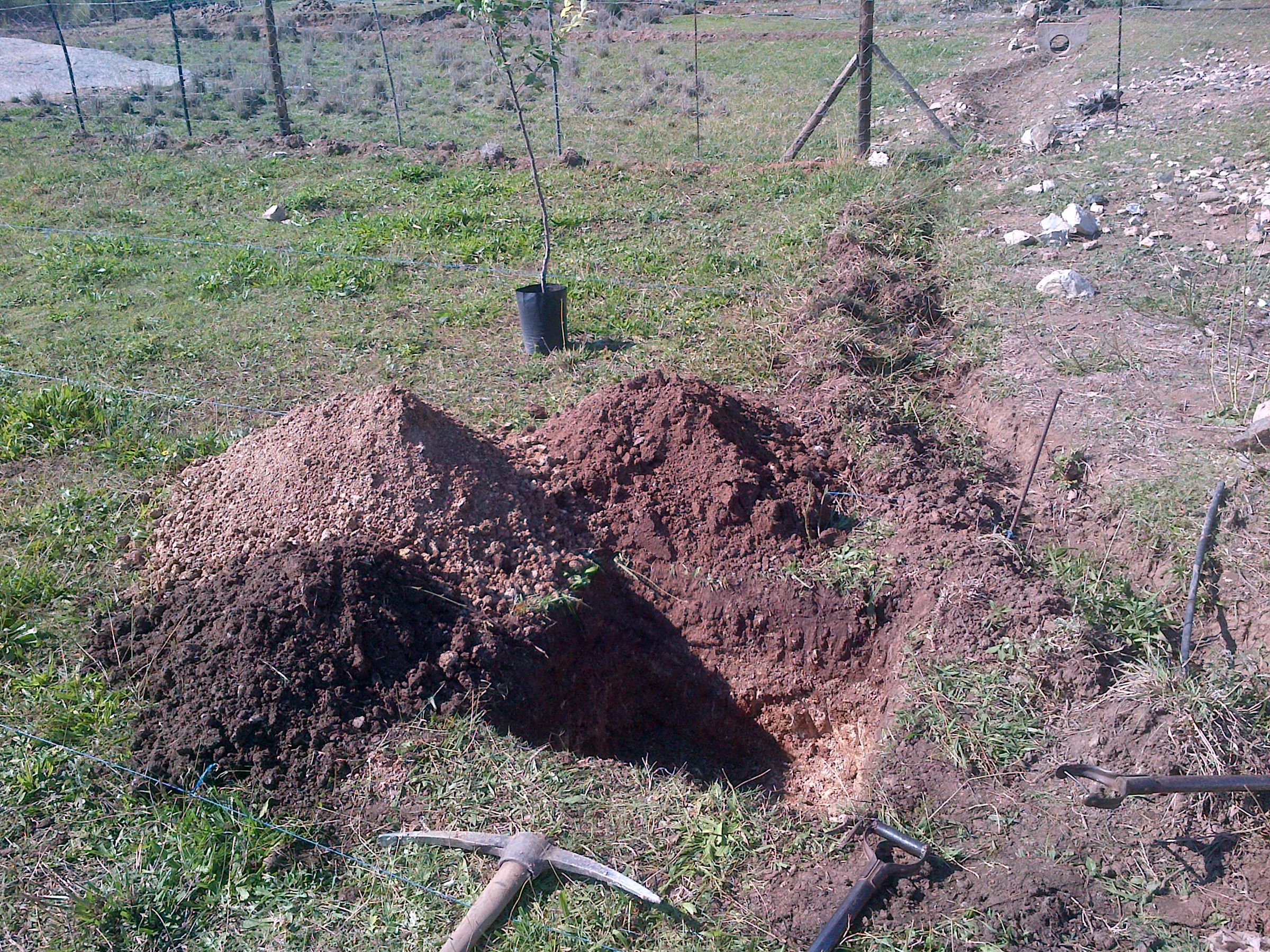 Planting Tree Ellen White Way (EGW) : 11 Steps - Instructables