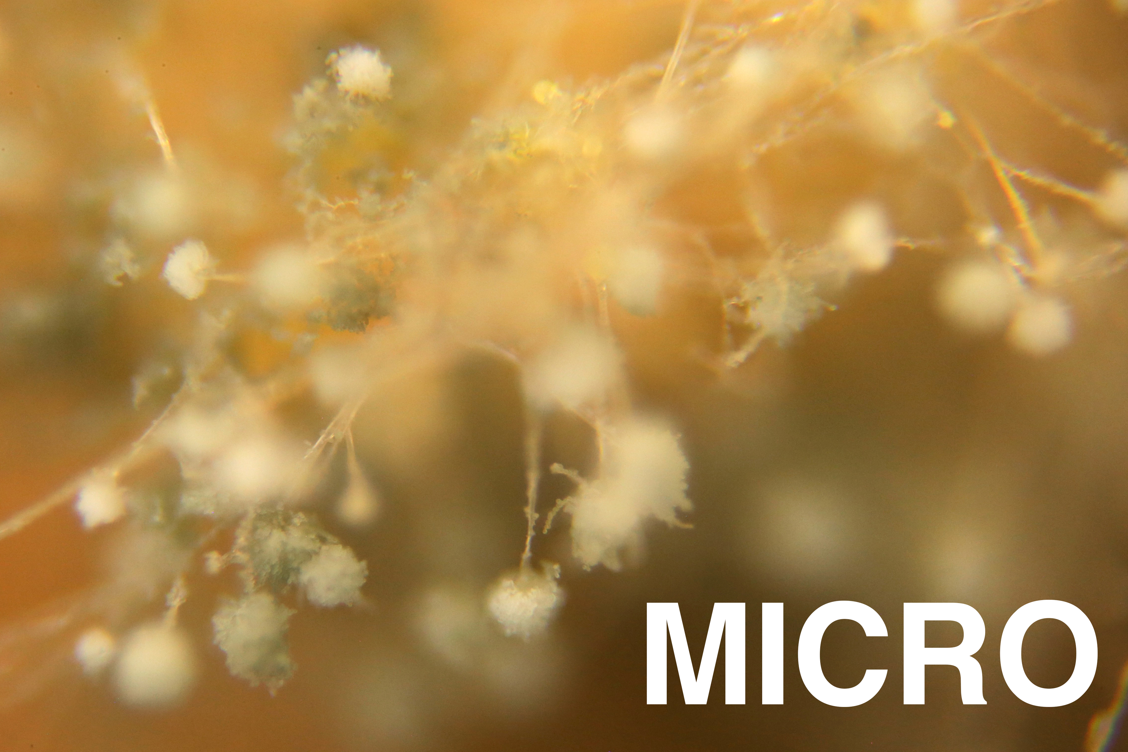 DSLR Microphotography : 12 Steps (with Pictures) - Instructables