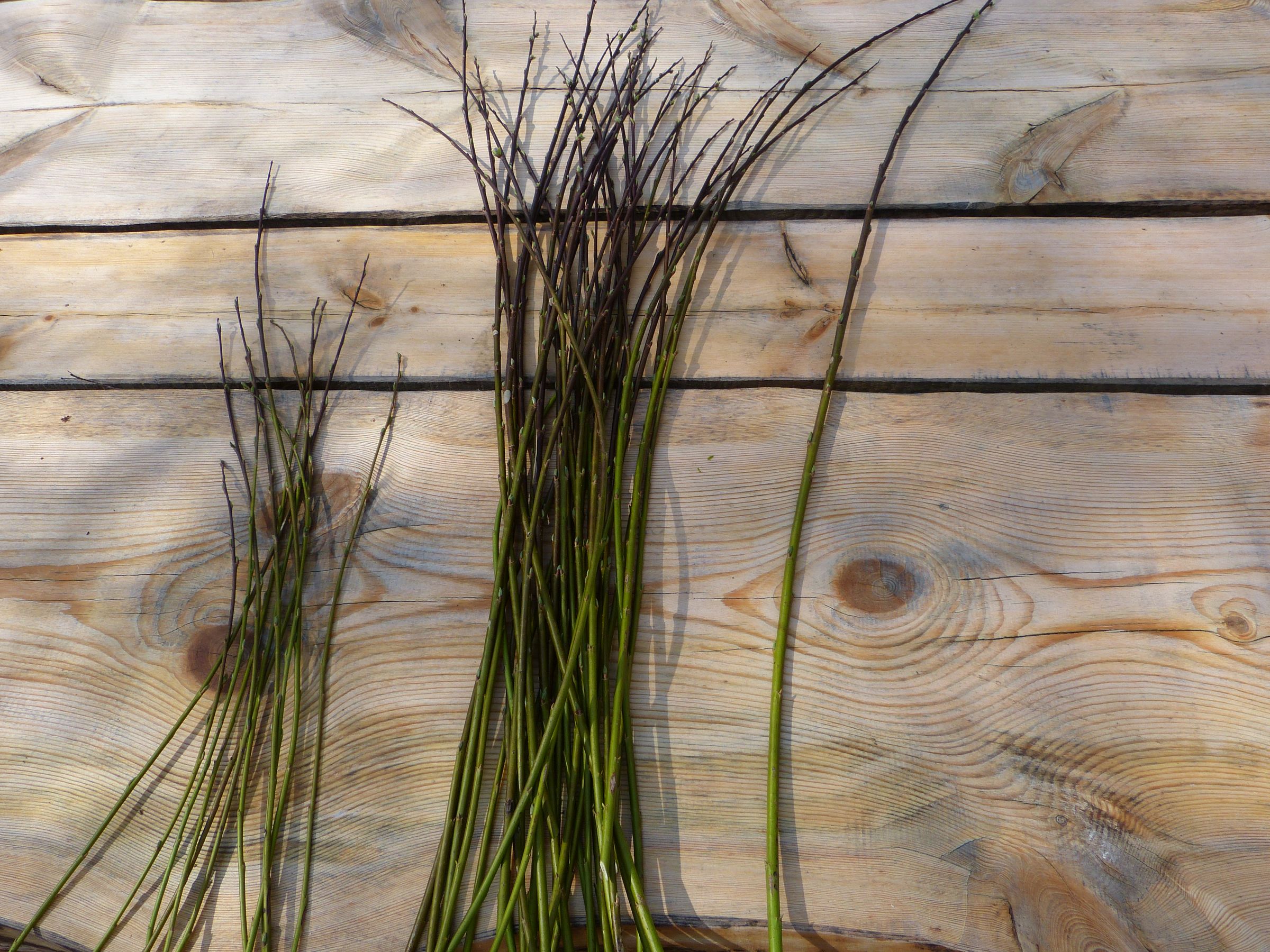 Living Willow Columns / Sculptures : 8 Steps (with Pictures ...