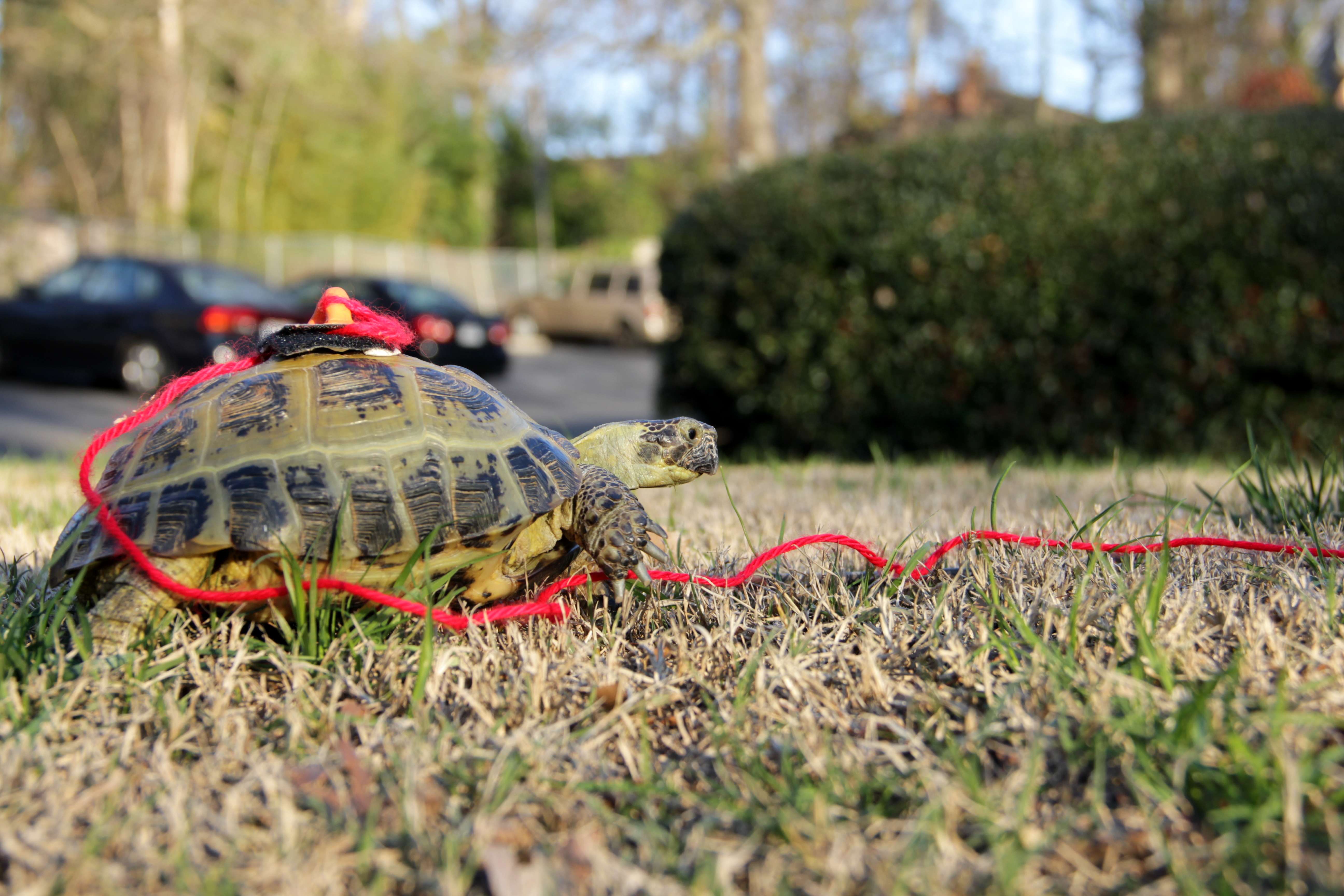 Tortoise Tracker (Analogue Version) : 5 Steps (with Pictures ...