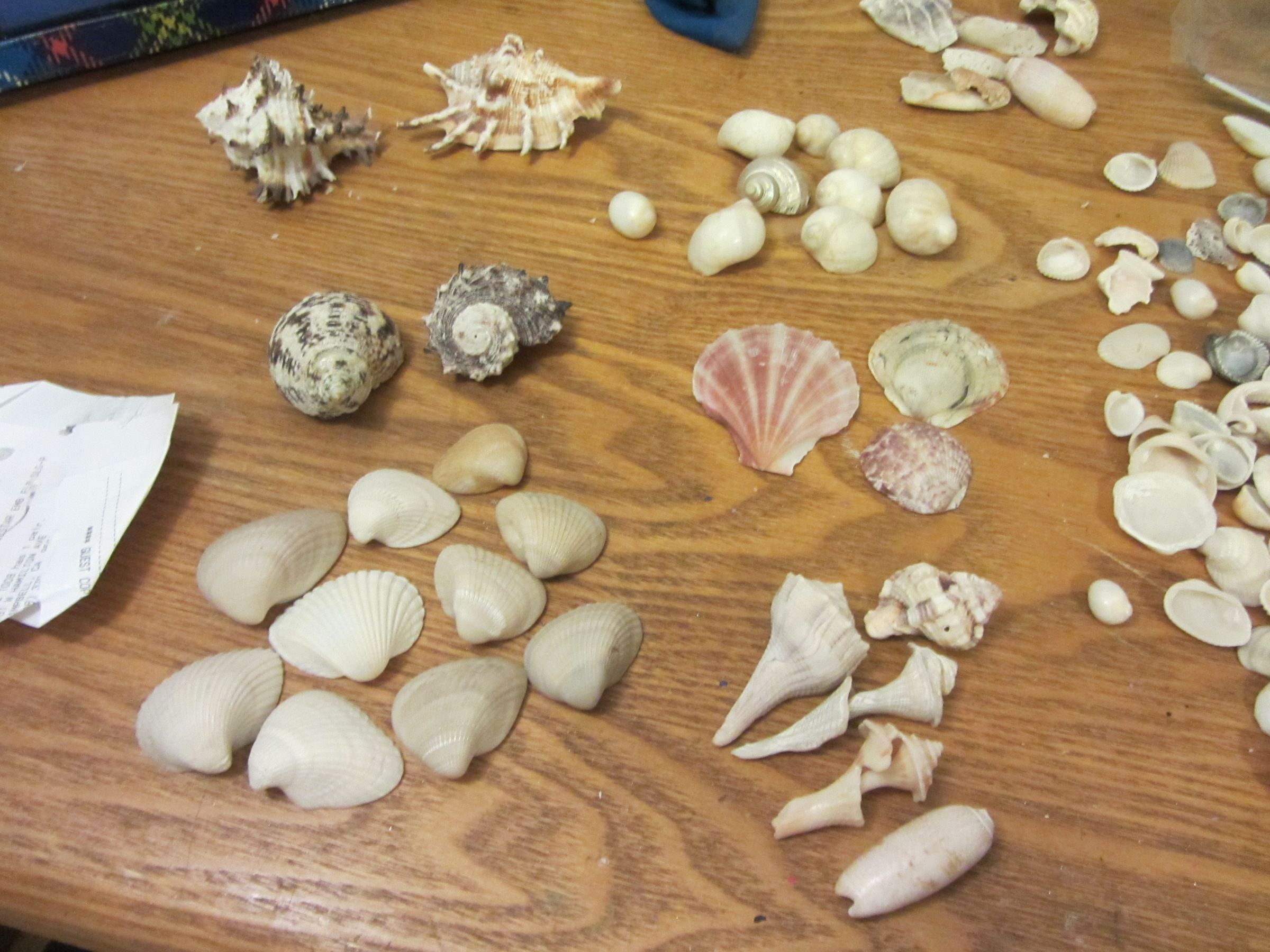 DIY Mermaid Shell Crown : 6 Steps (with Pictures) - Instructables