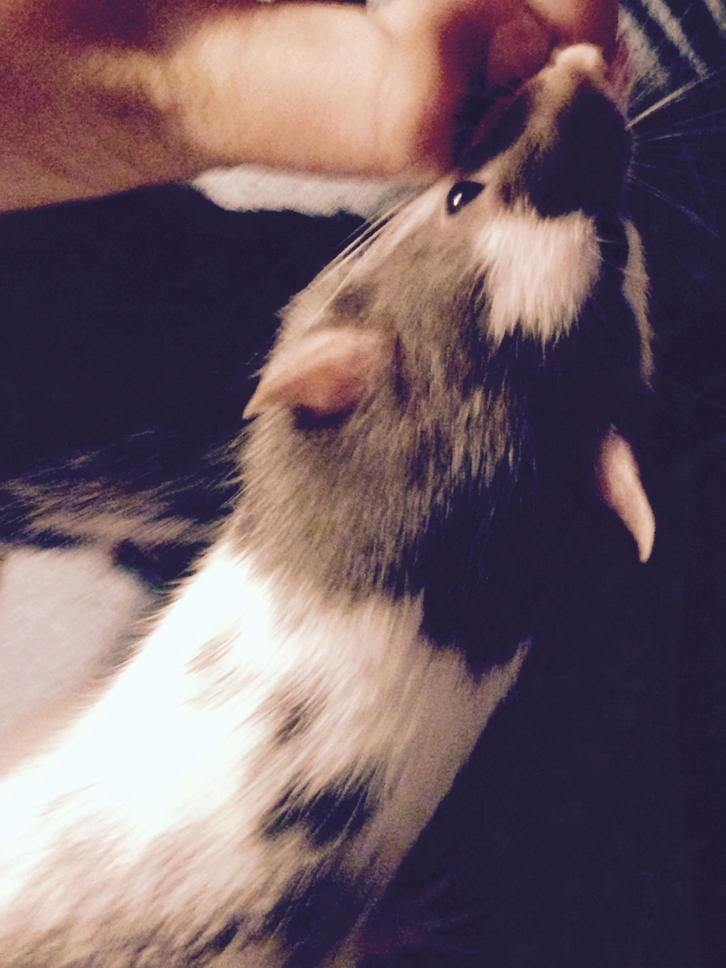How to Train Your Rat and Other Rodents : 6 Steps - Instructables