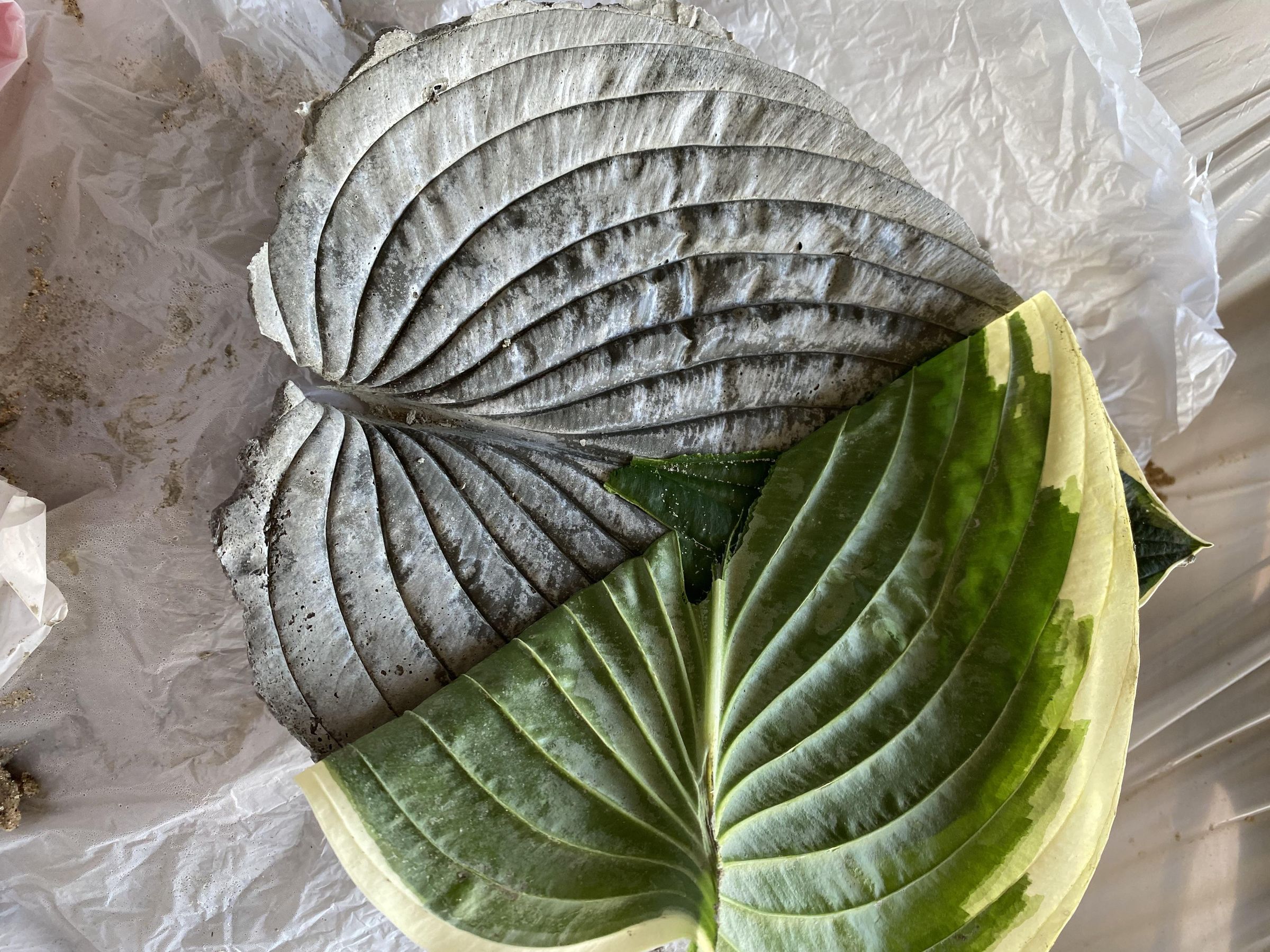 Cement Leaf Casting : 8 Steps (with Pictures) - Instructables