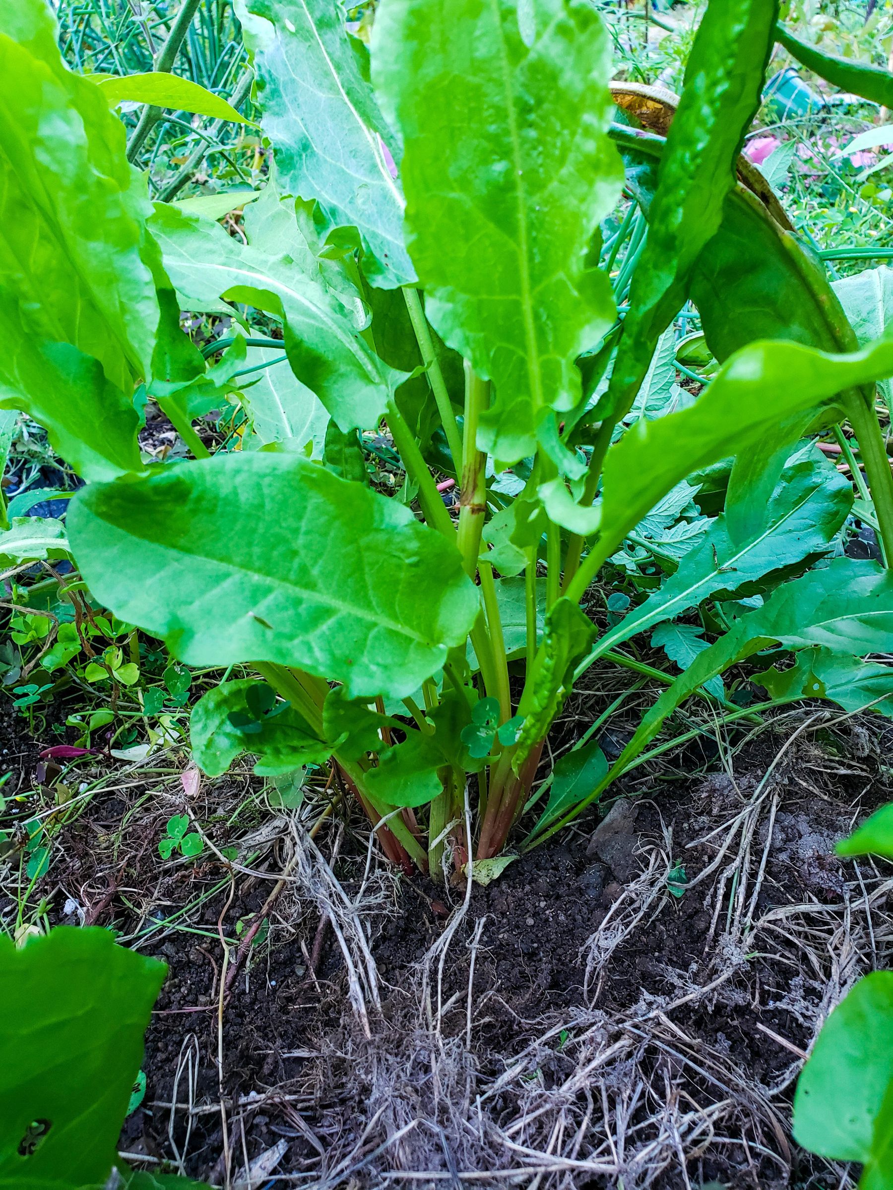 How to Drown Your Sorrels: Simple Sorrel Soup : 5 Steps (with Pictures ...