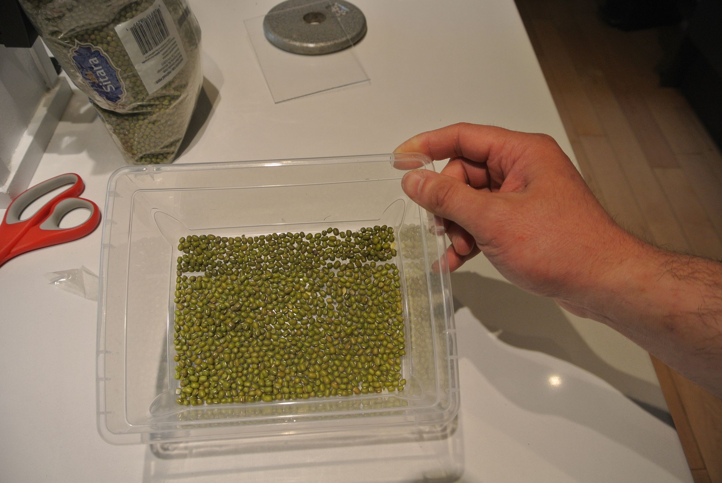 Growing Bean Sprouts : 7 Steps (with Pictures) - Instructables