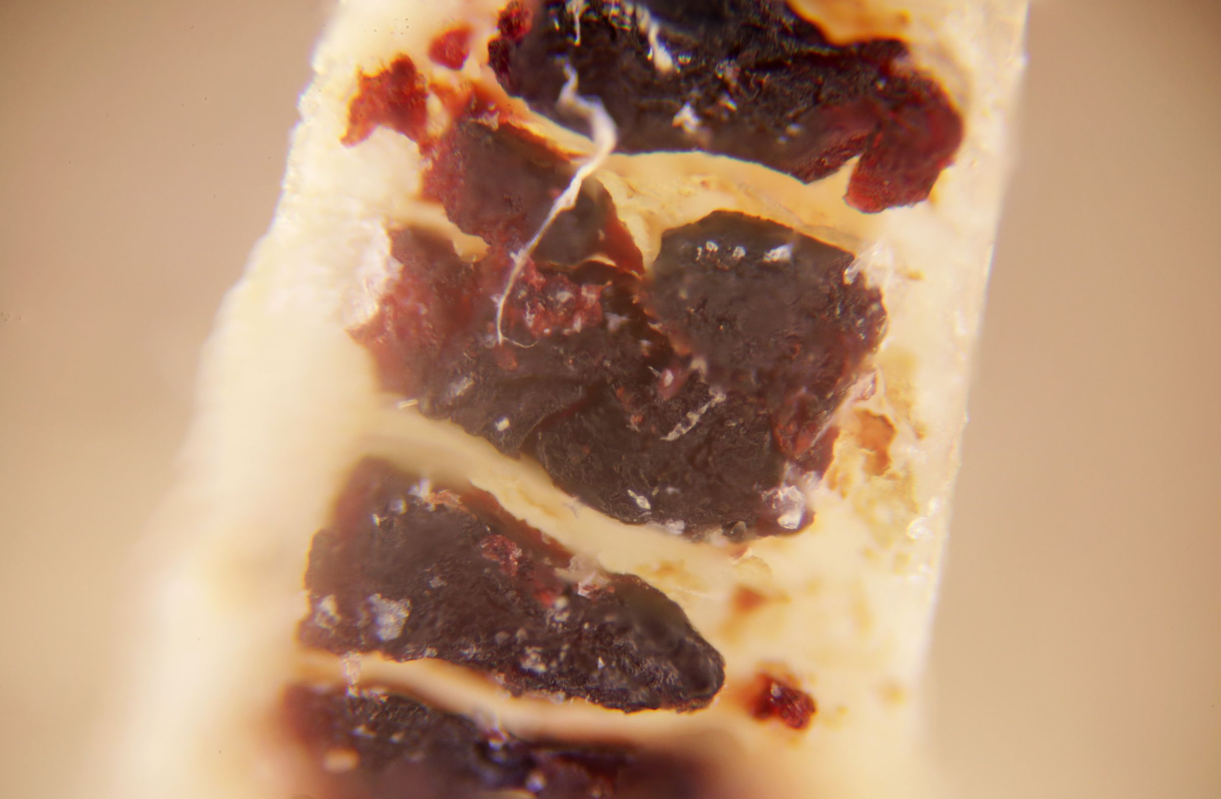 DSLR Microphotography : 12 Steps (with Pictures) - Instructables