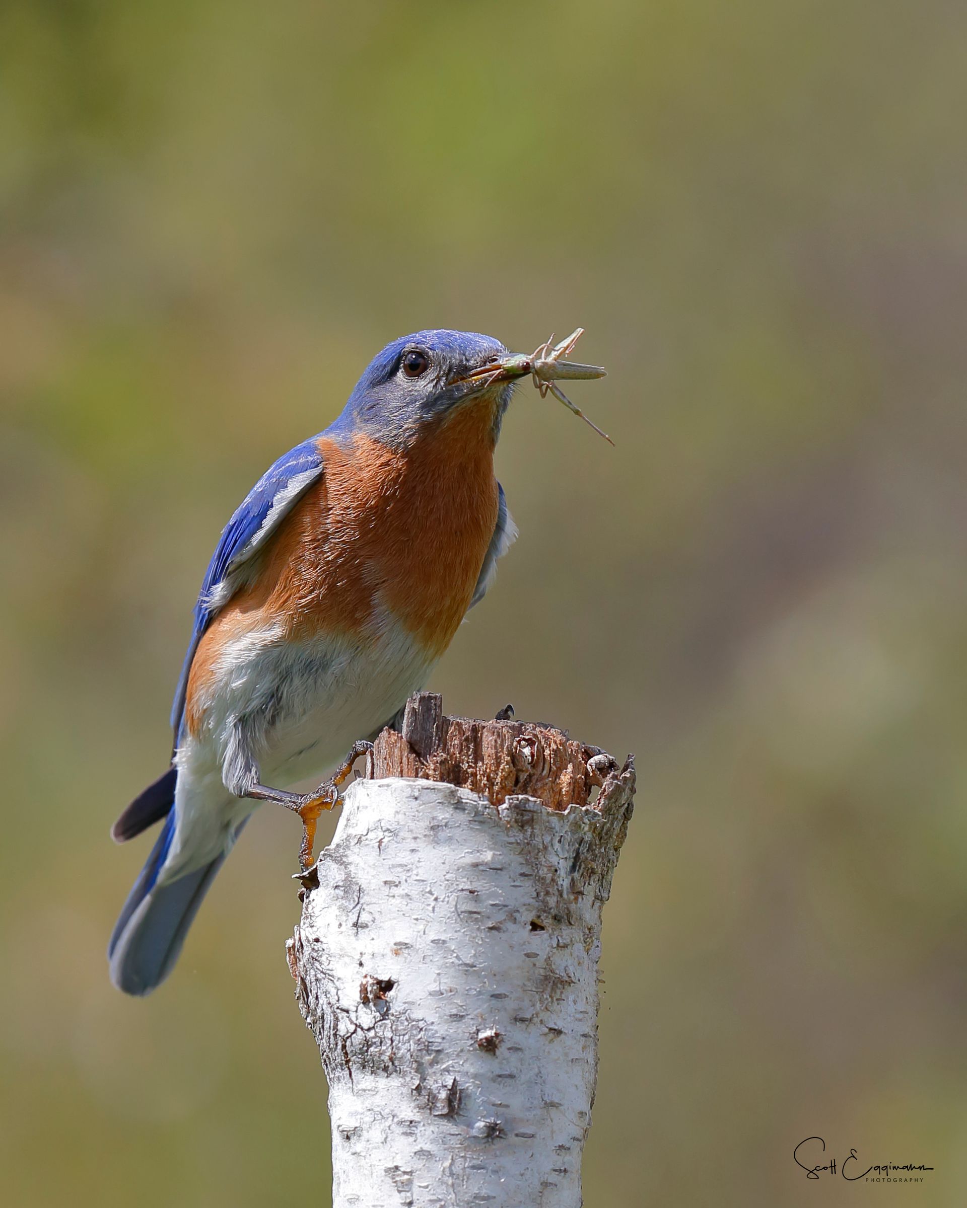 Building an Active Infrared DSLR Camera Trap for Wildlife Photography ...