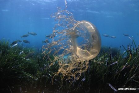 A Jellyfish Made Out of a Recycled Plastic Keg : 8 Steps (with Pictures ...