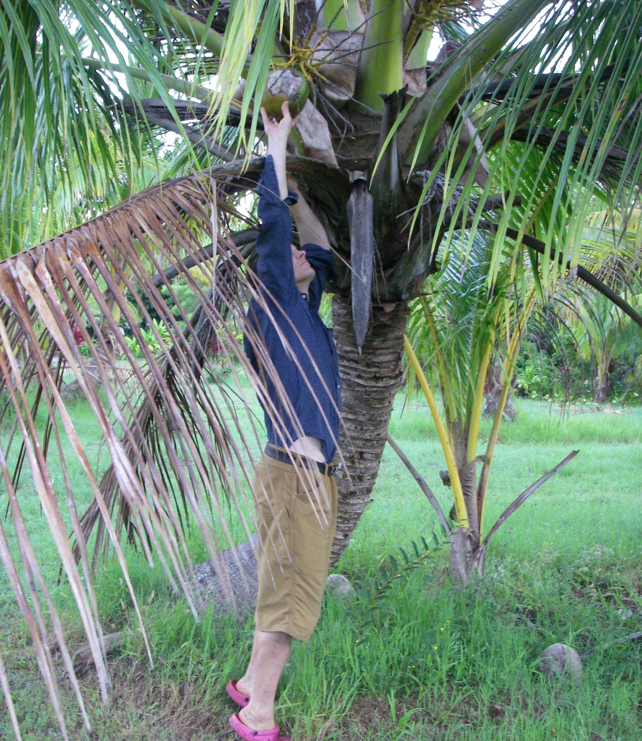 How to Open and Drink a Coconut : 13 Steps (with Pictures) - Instructables