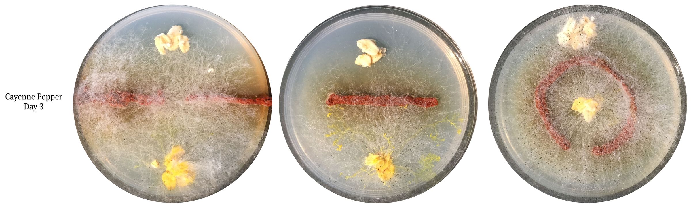 How to Grow SLIME MOLD : 9 Steps (with Pictures) - Instructables