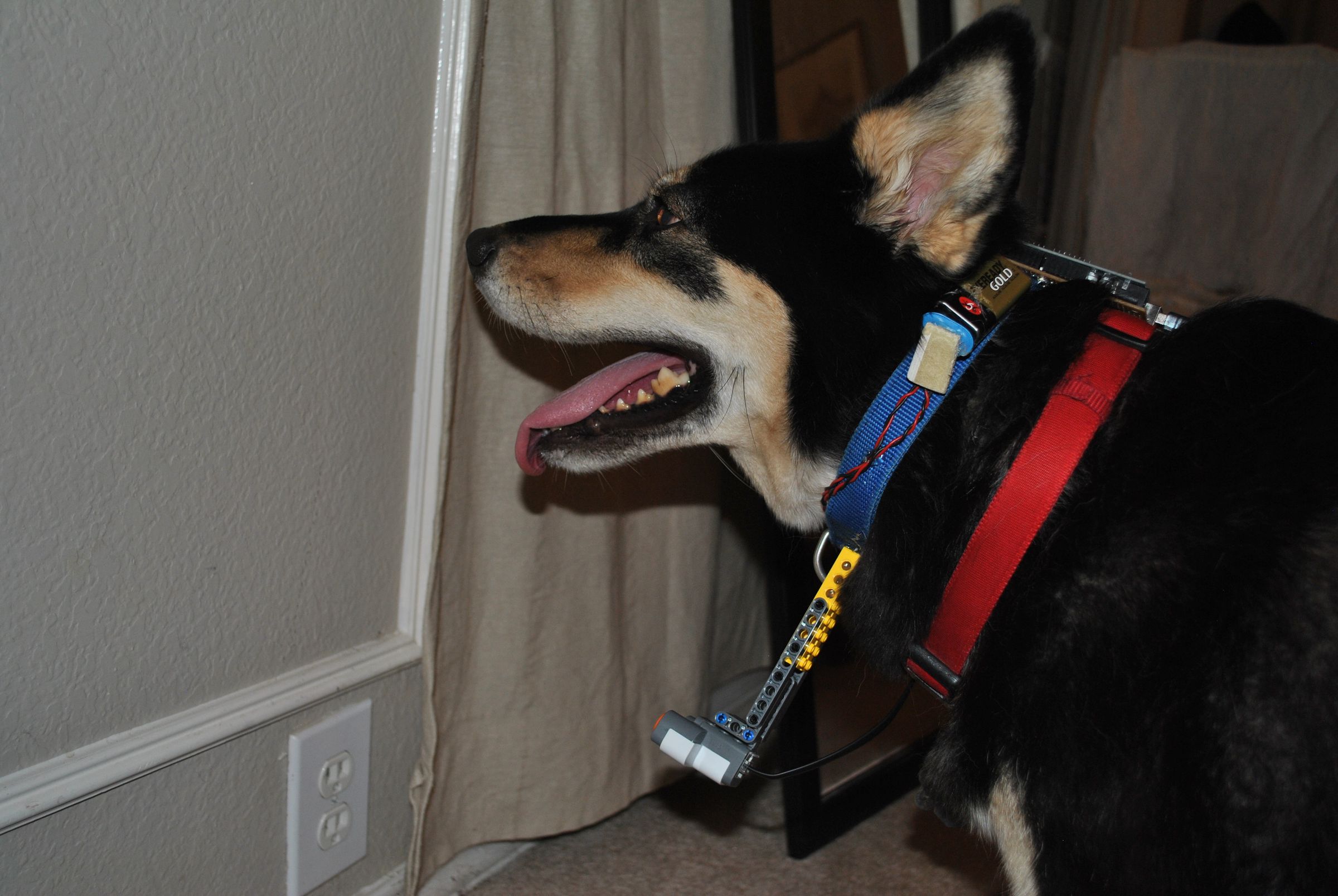 Sonar Collar for Blind Dogs : 5 Steps (with Pictures) - Instructables