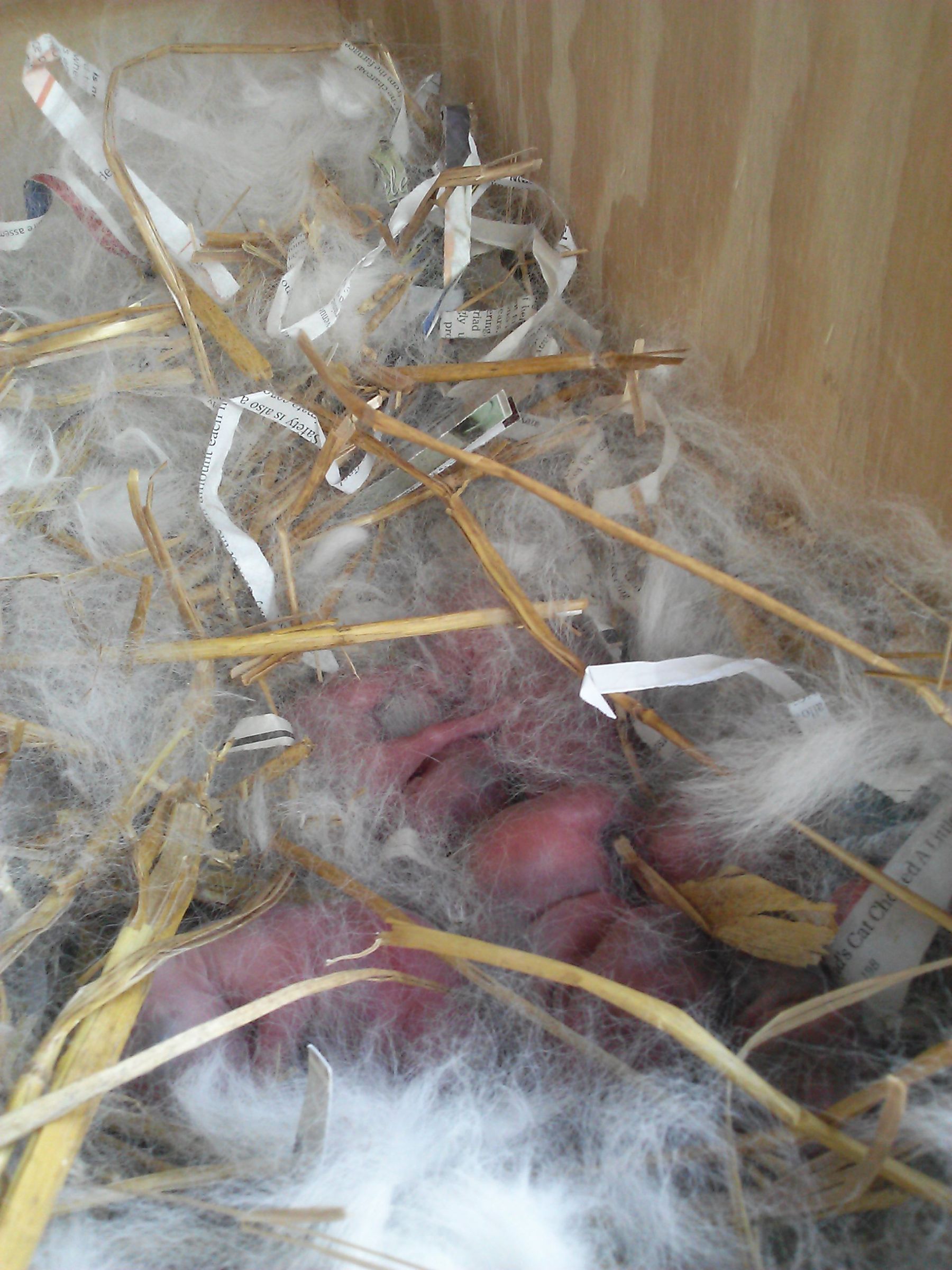 Small Rabbit Farming : 7 Steps (with Pictures) - Instructables