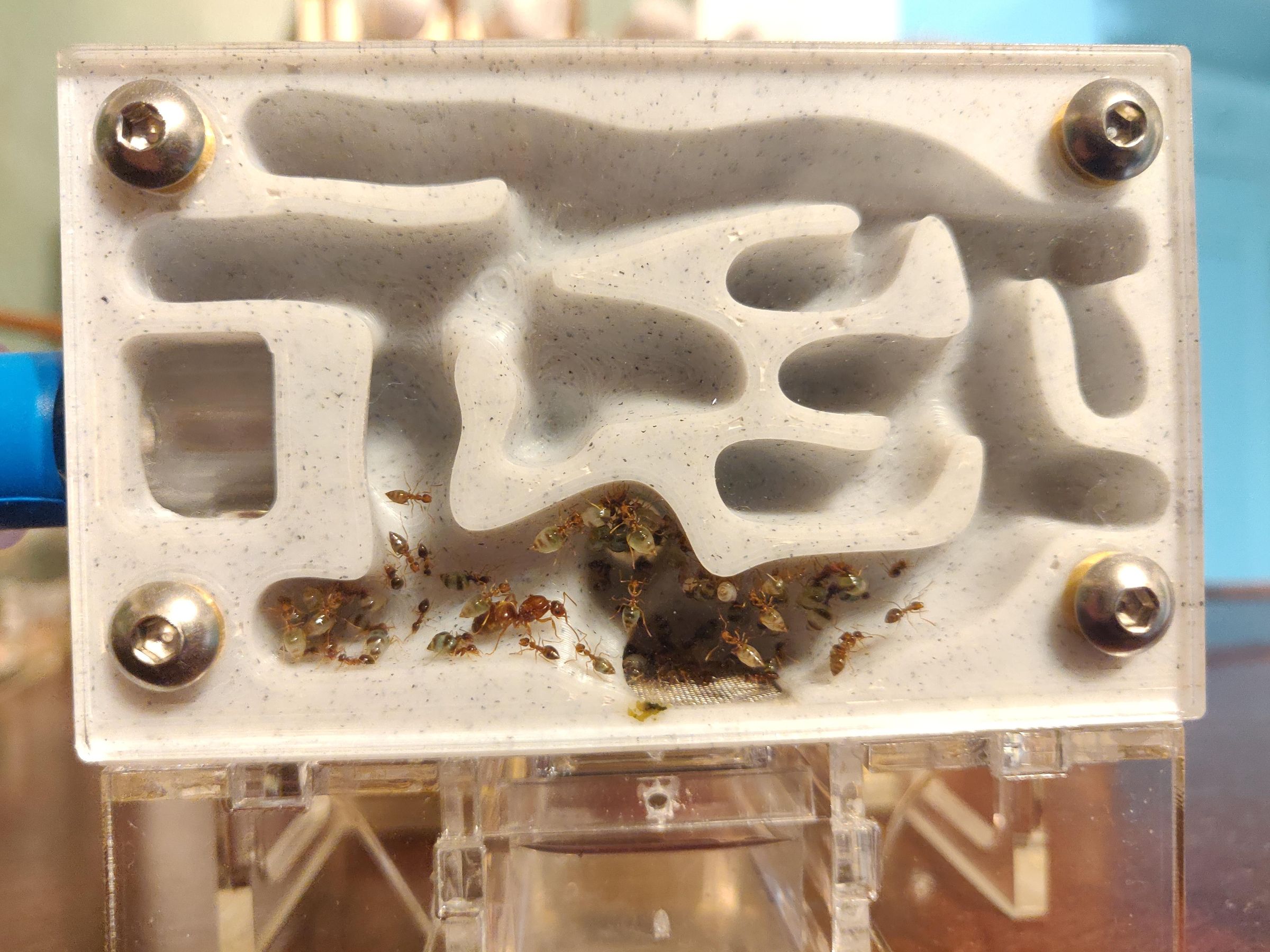 Small Modular Formicarium (Ant Farm) : 16 Steps (with Pictures ...