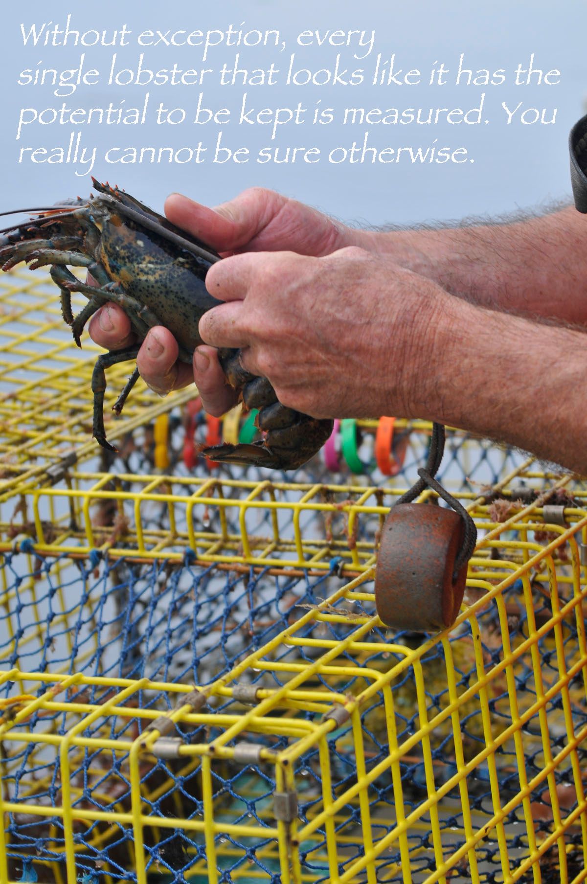 How to Lobster : 8 Steps (with Pictures) - Instructables