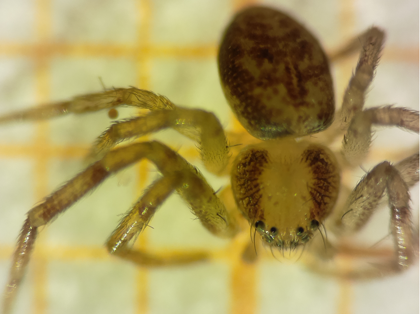 RPiScope: a Raspberry Pi Microscope, Build From Laser Cut Acrylic Parts ...