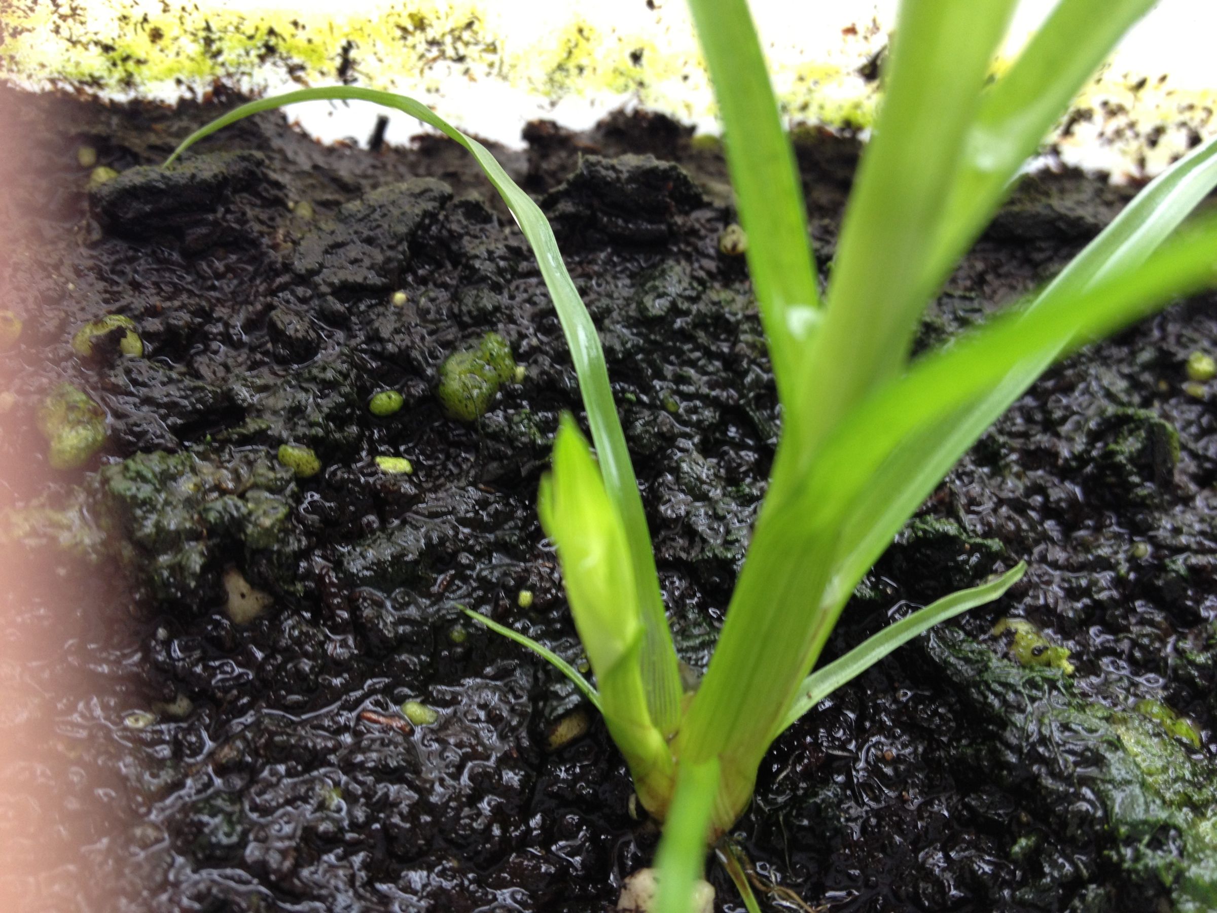 How to Grow Papyrus : 5 Steps - Instructables