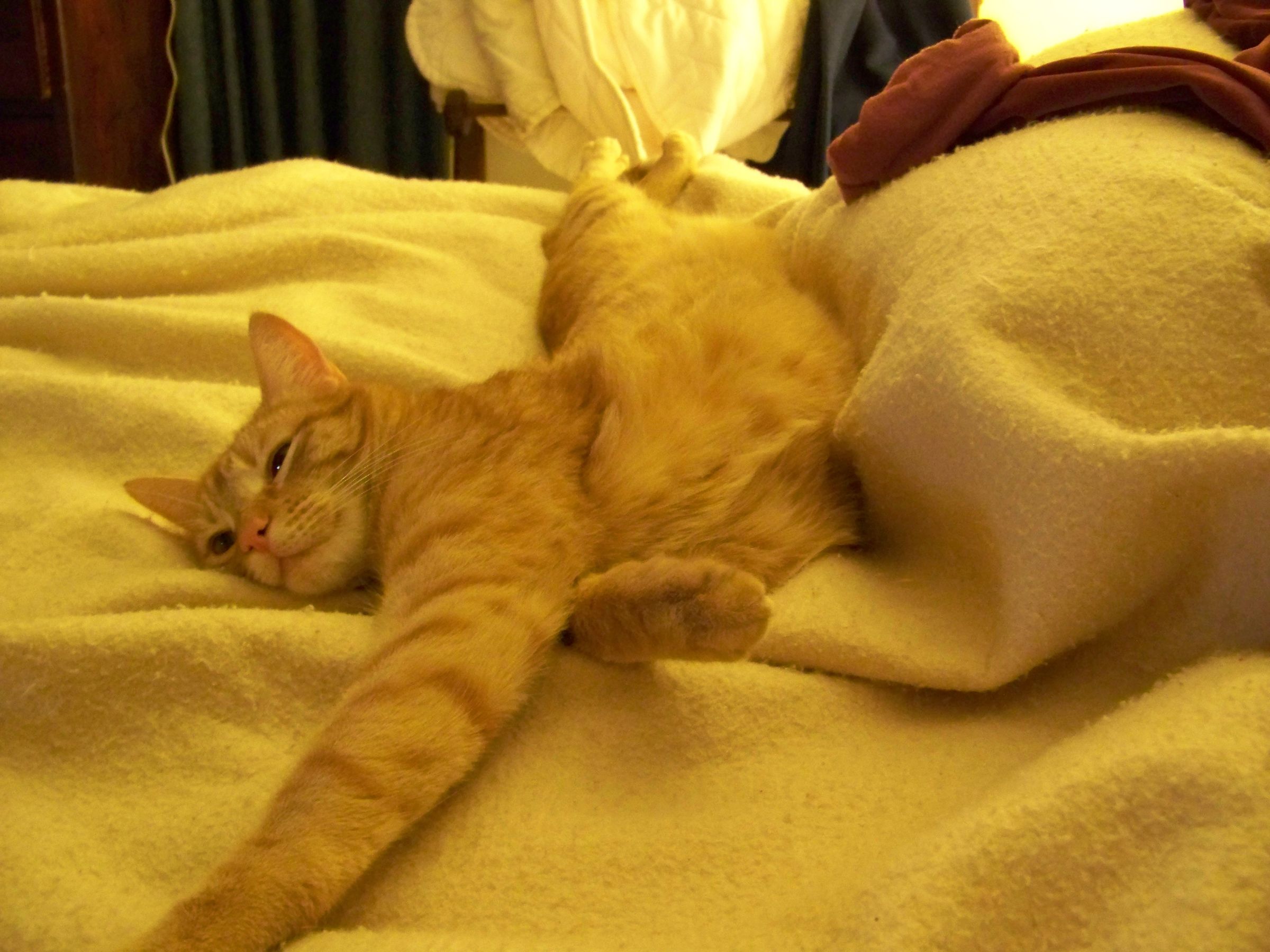 How to Make Your Cat Purr : 7 Steps (with Pictures) - Instructables