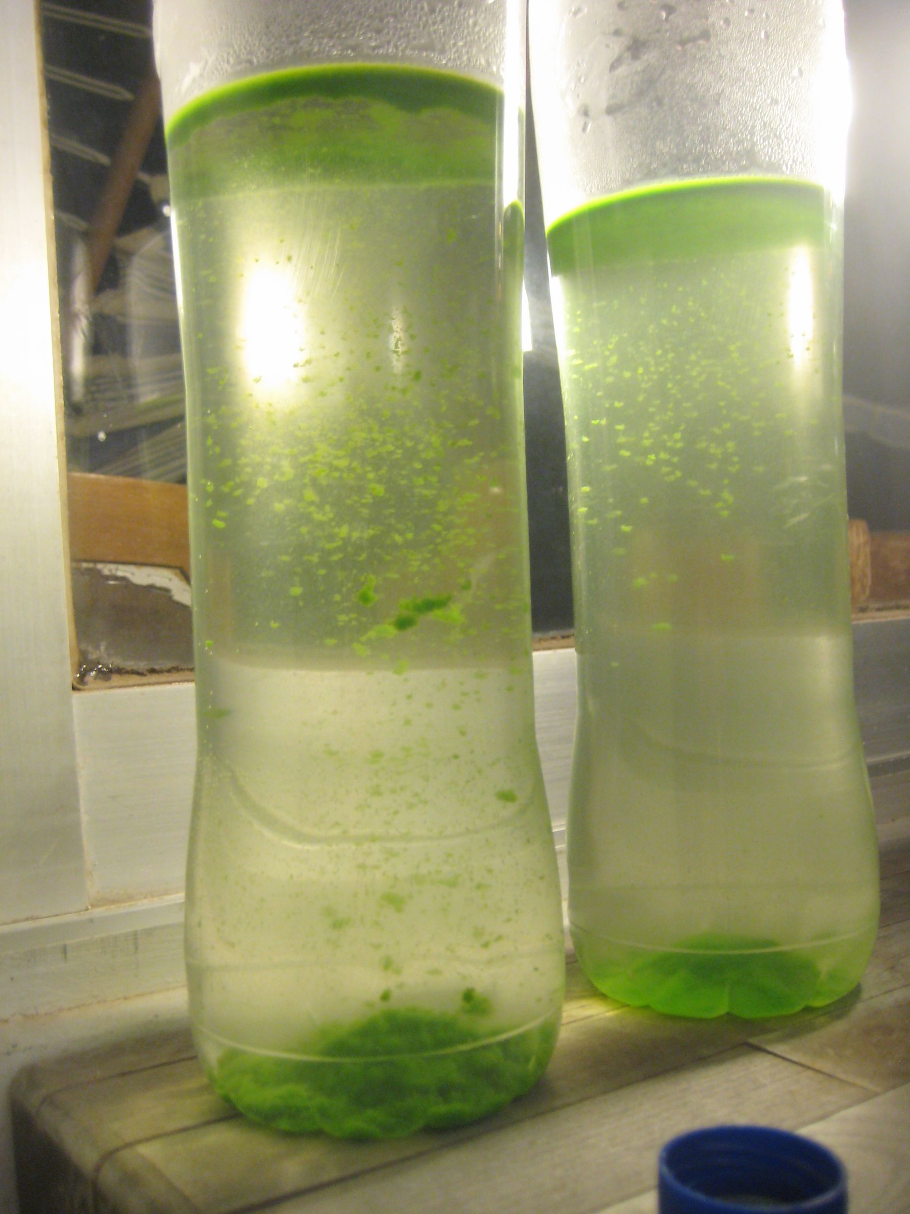 The Algae Experiment: How to Build Your Own Algae Photo-bioreactor ...