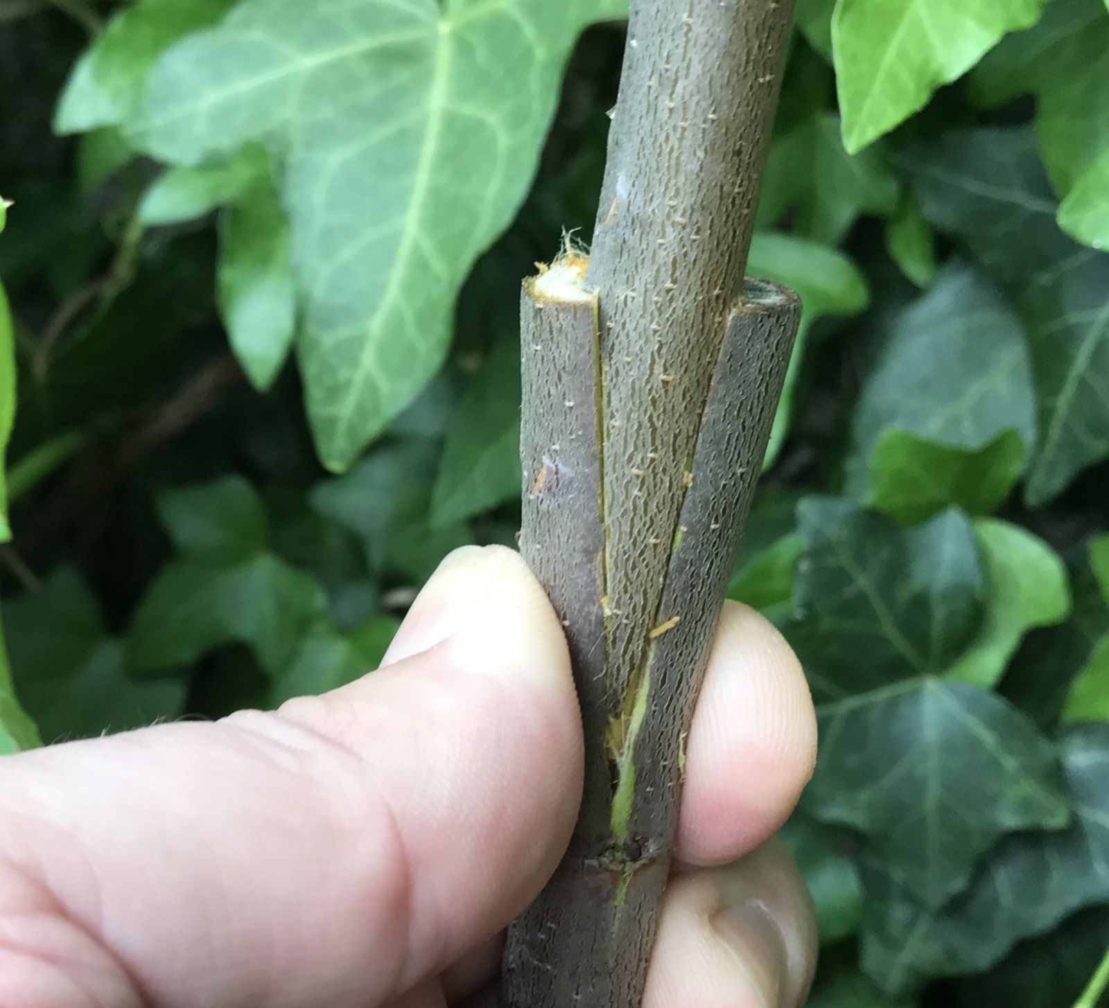 Simple Grafting Without Special Tools : 7 Steps (with Pictures ...