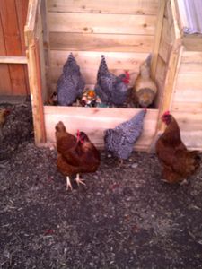 Chicken-Powered Three-Stage Compost Bin : 6 Steps (with Pictures ...