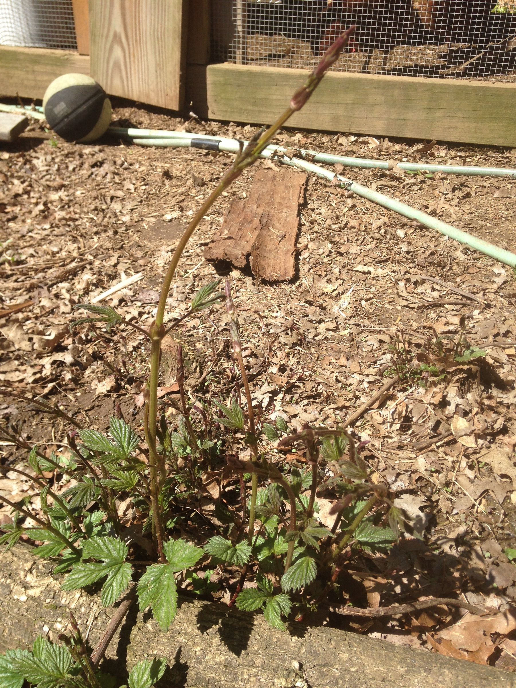 Growing Hops at Home : 9 Steps (with Pictures) - Instructables