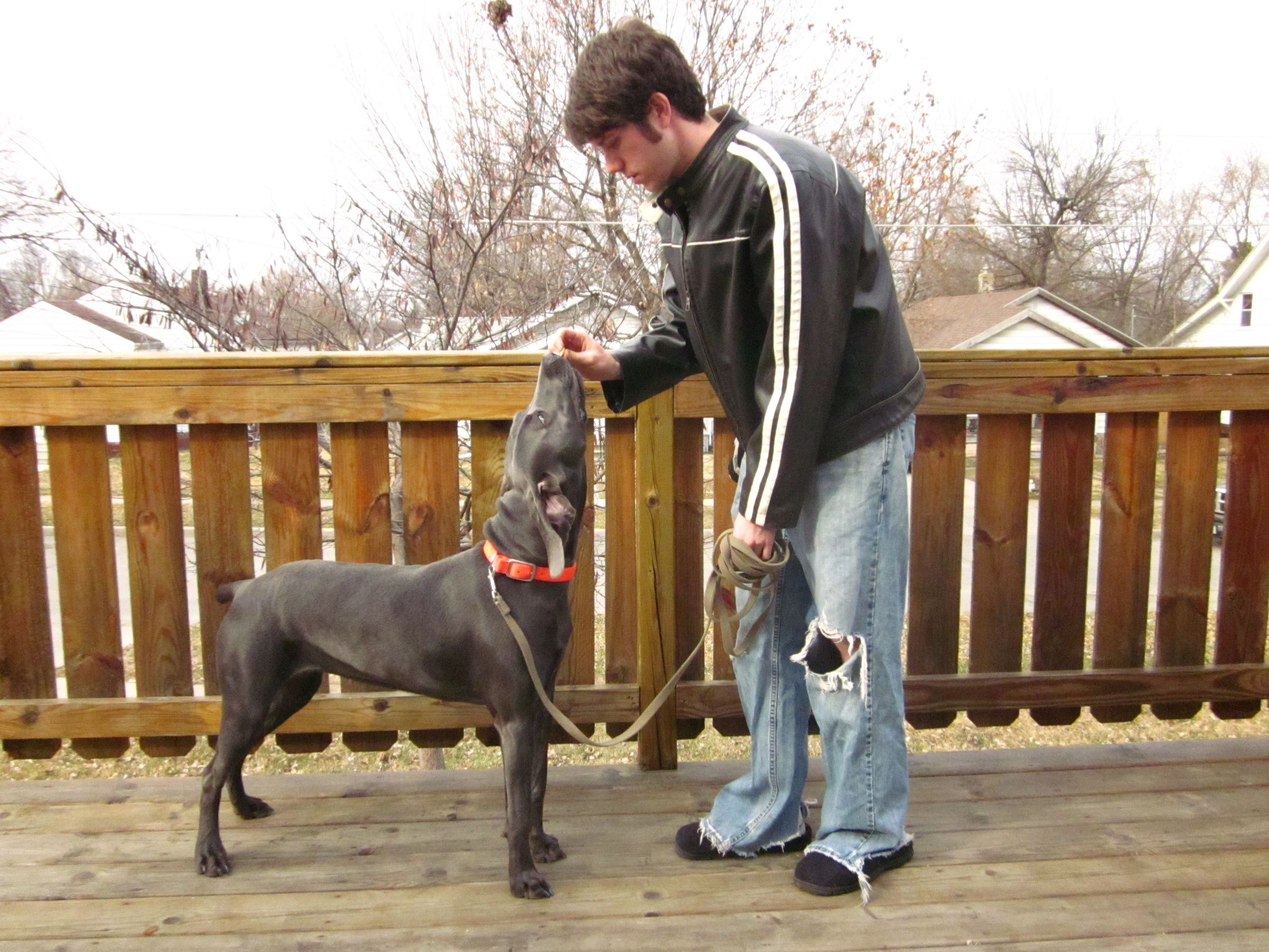 Basic Obedience Training for Dogs : 6 Steps (with Pictures) - Instructables