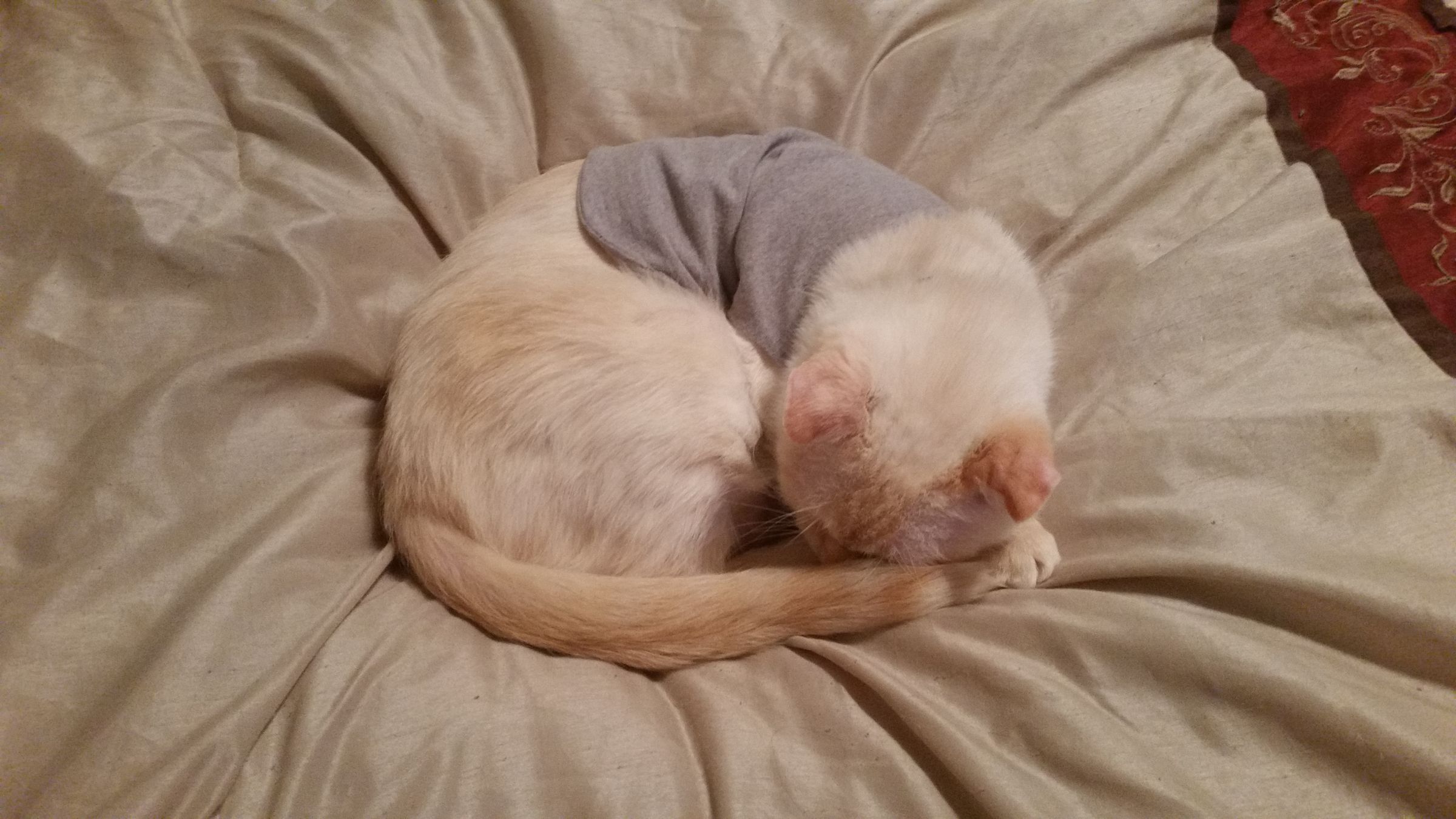 Cat Thunder Shirt : 5 Steps - Instructables