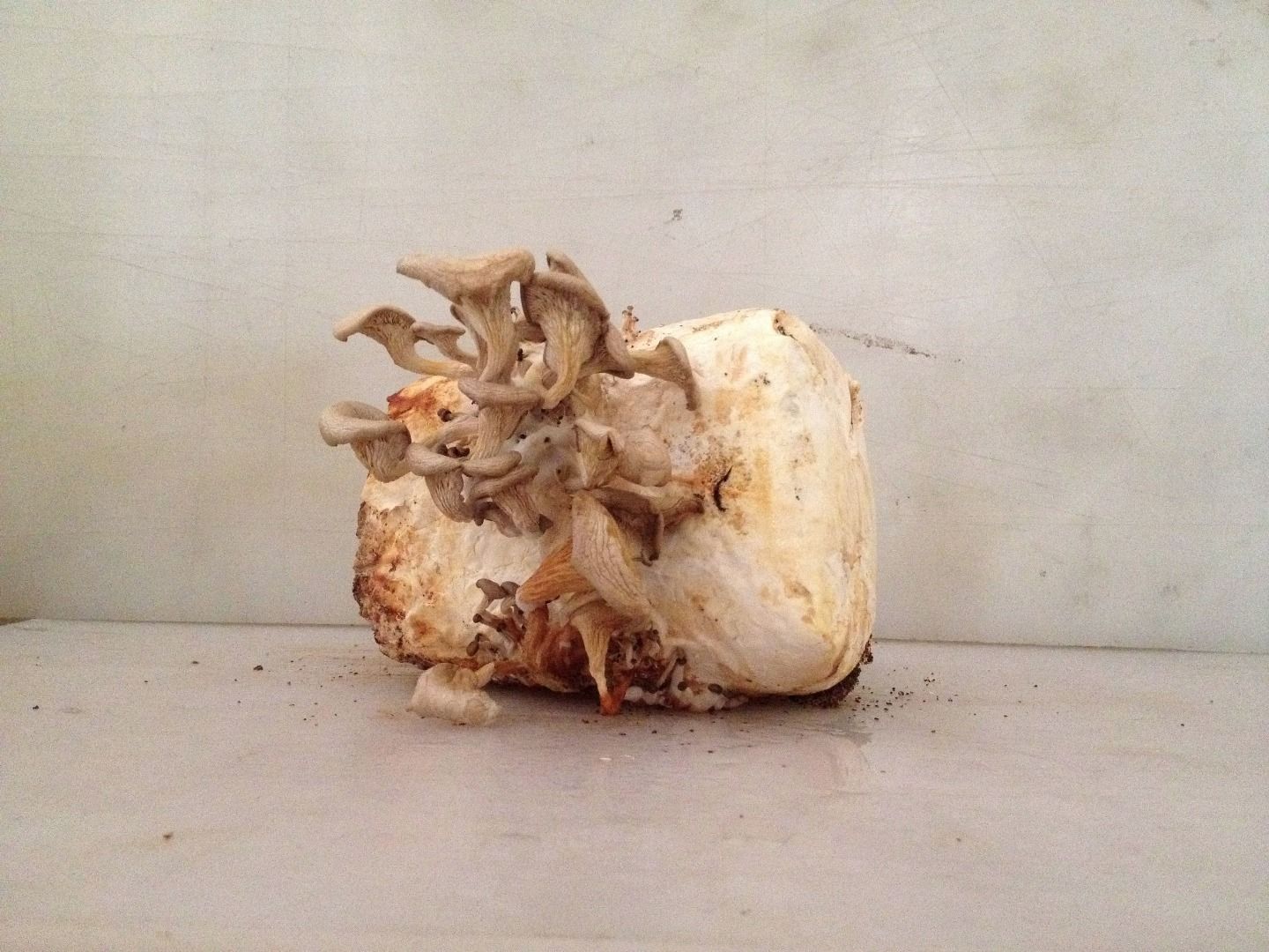 Grow Architectural Models With Mushrooms : 10 Steps (with Pictures ...