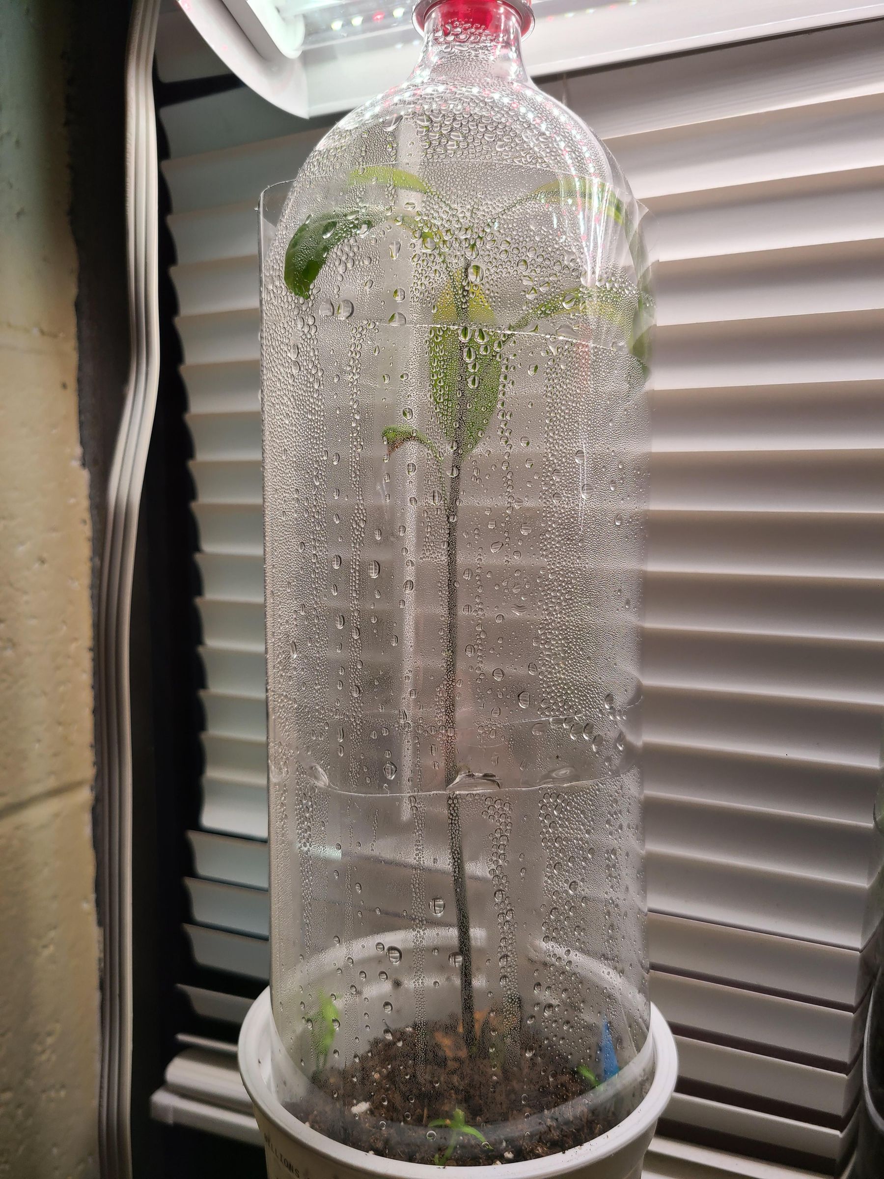 2 Liter Greenhouse : 5 Steps (with Pictures) - Instructables