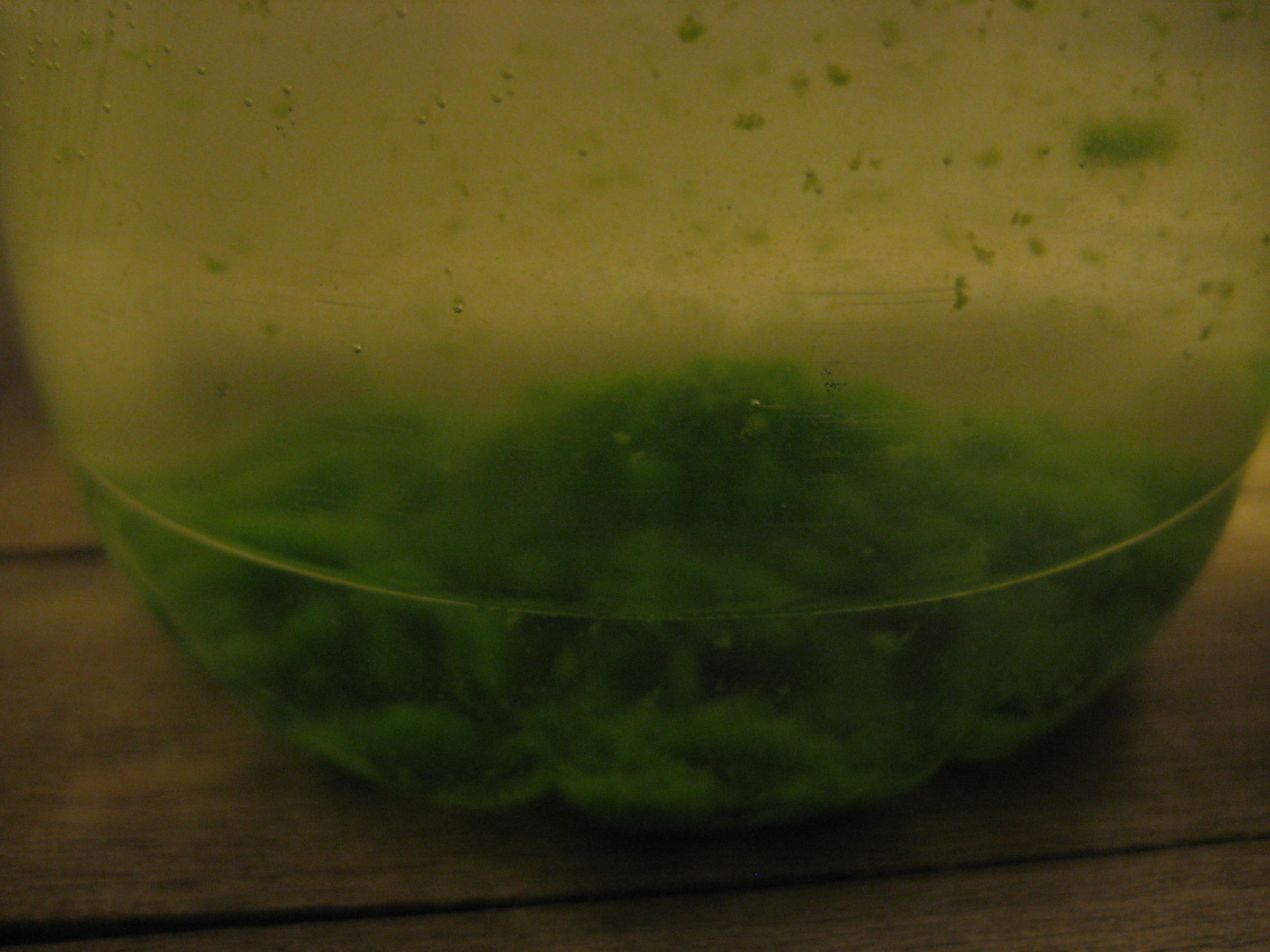The Algae Experiment: How to Build Your Own Algae Photo-bioreactor ...