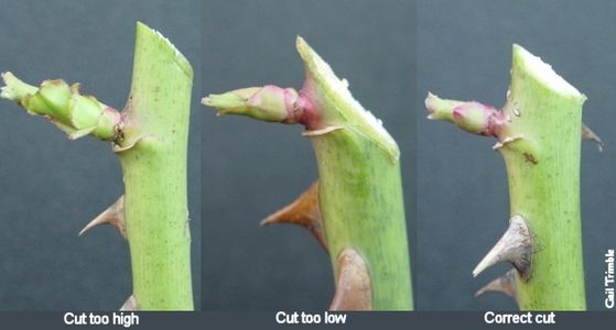 How to Trim Knockout Roses : 5 Steps - Instructables