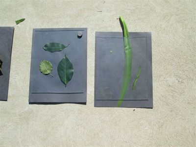 DIY Construction Paper Solar Prints : 6 Steps (with Pictures ...