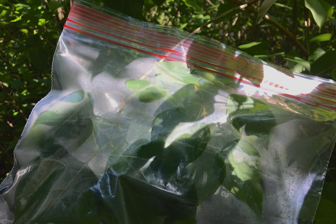 Evaporative Cooling: Tree Sweat, Bottle Sweat : 4 Steps (with Pictures ...