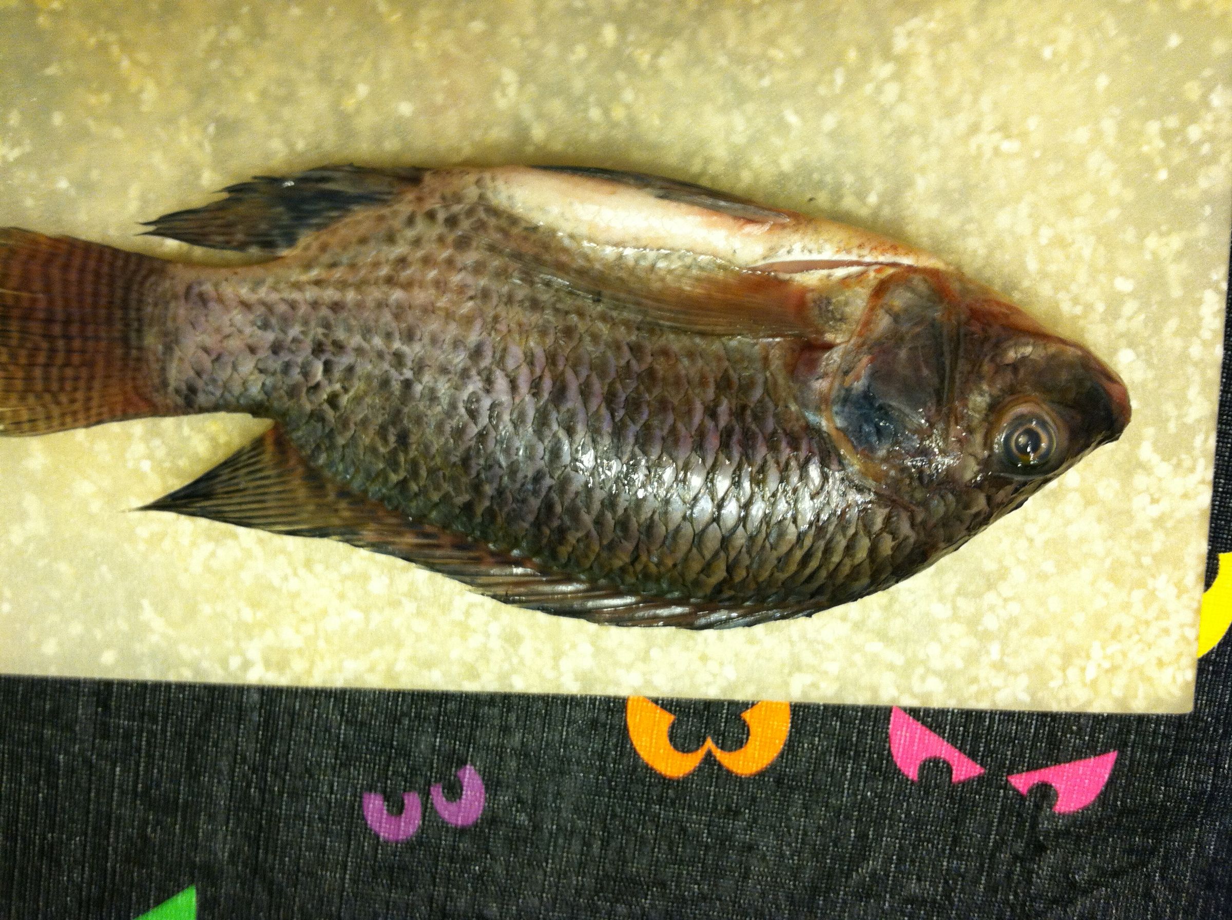 How to Clean a Fish : 6 Steps (with Pictures) - Instructables