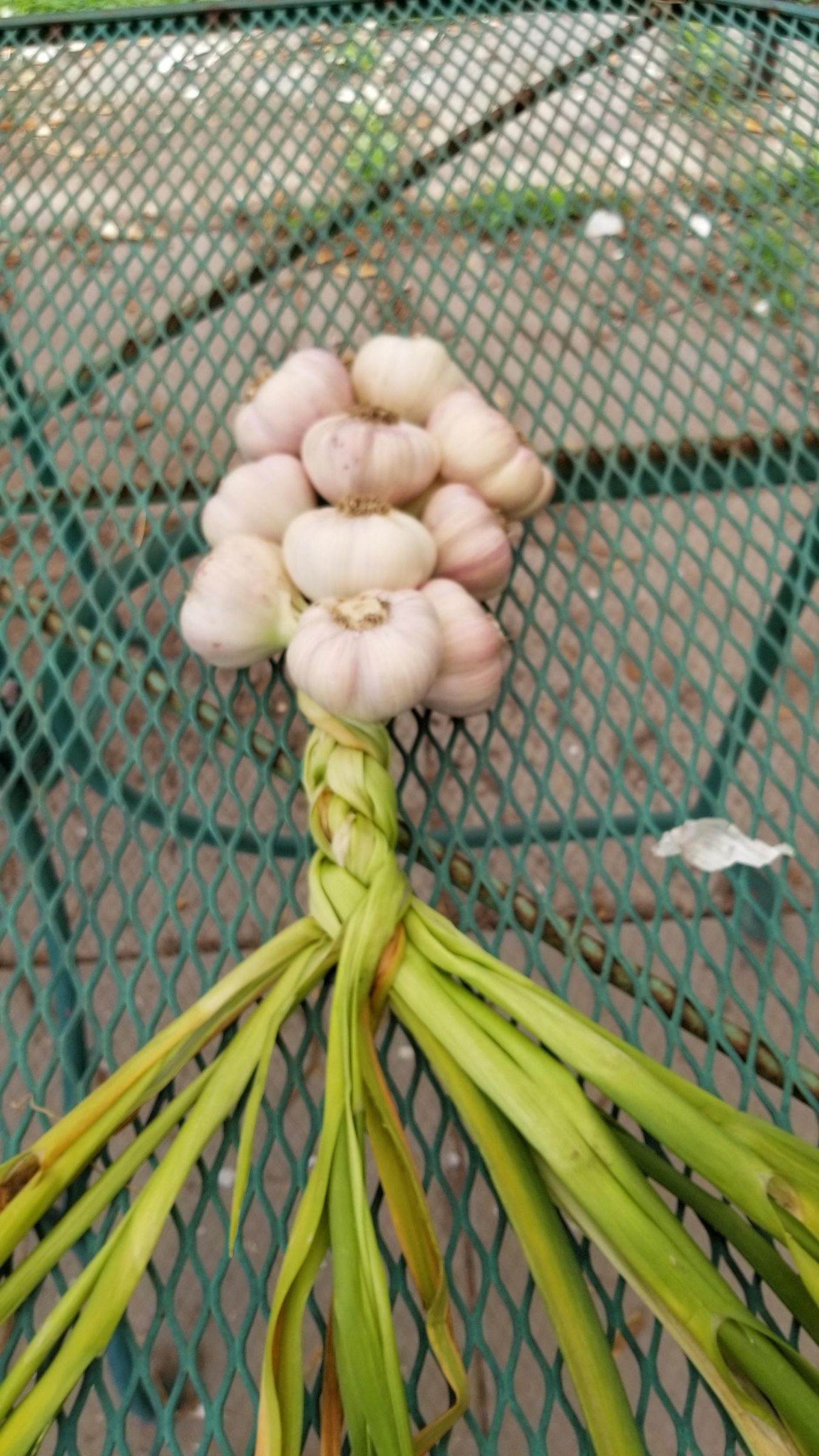 Garlic Gardening : 49 Steps (with Pictures) - Instructables
