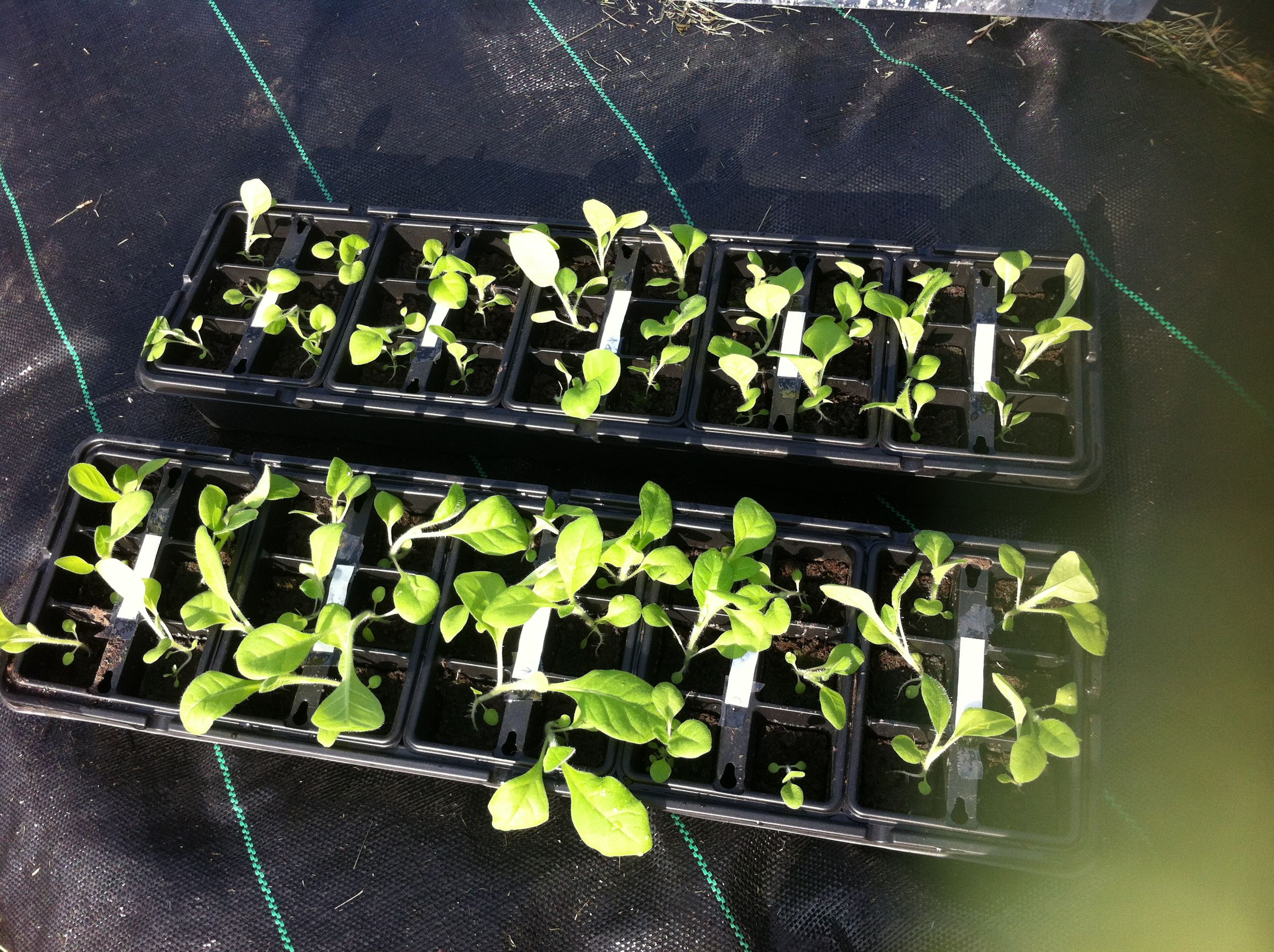 Growing Tobacco : 6 Steps (with Pictures) - Instructables