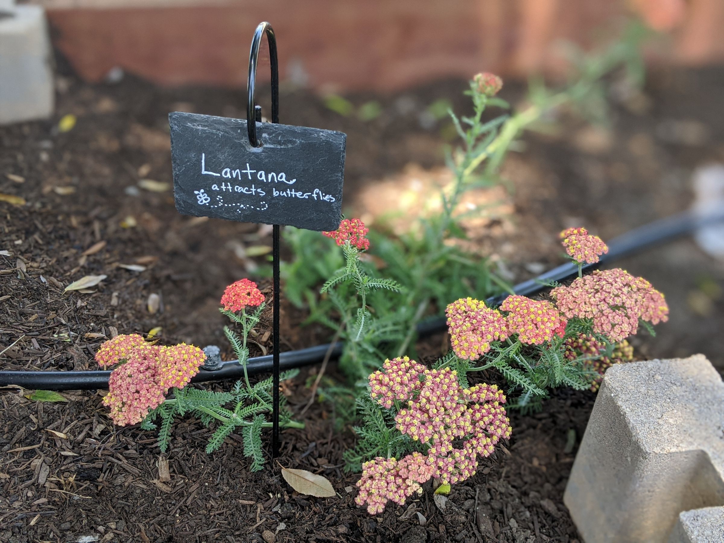 Butterfly Garden Boxes : 5 Steps (with Pictures) - Instructables