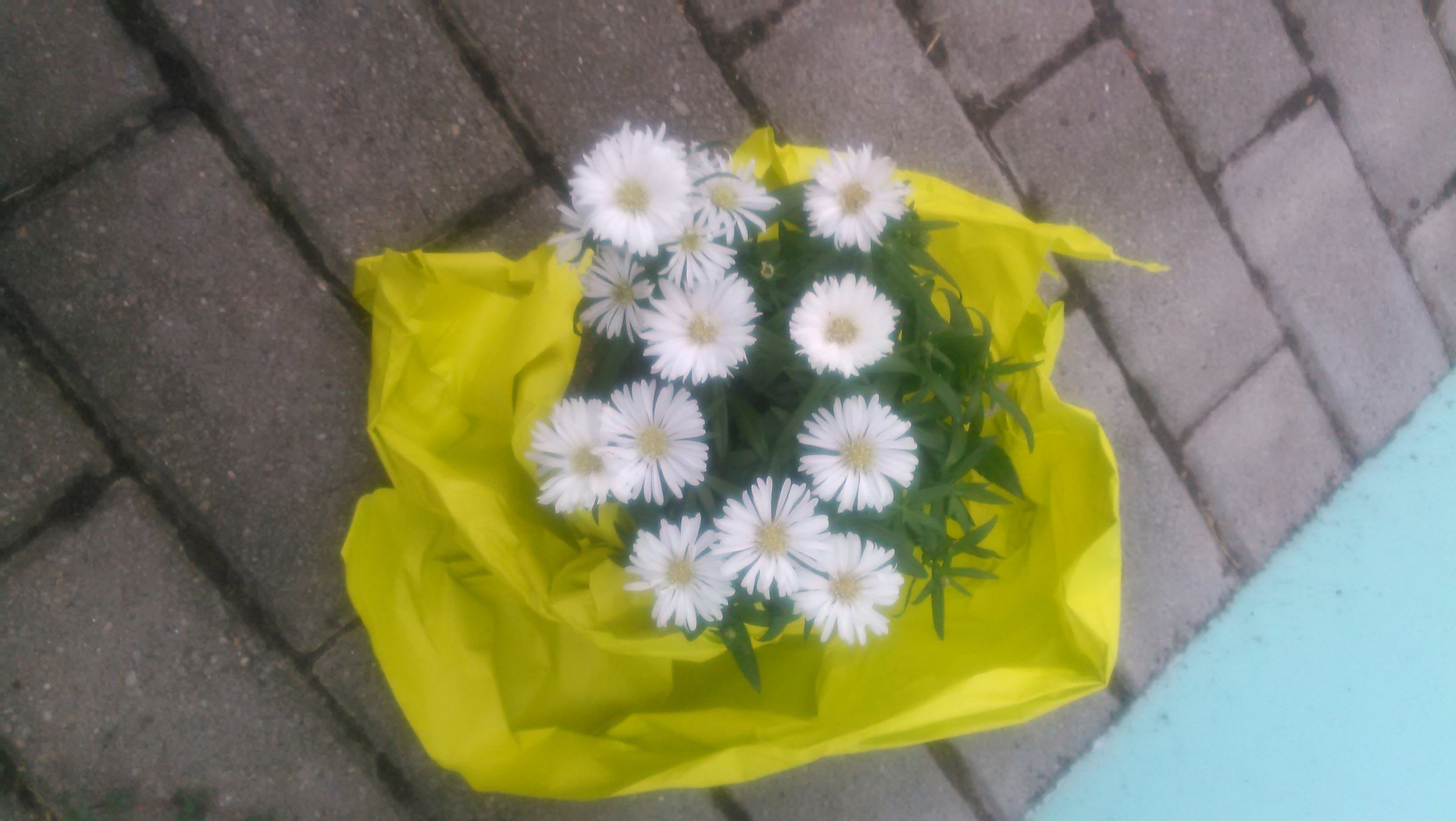 Guerilla Gardening With a Bra : 6 Steps (with Pictures) - Instructables