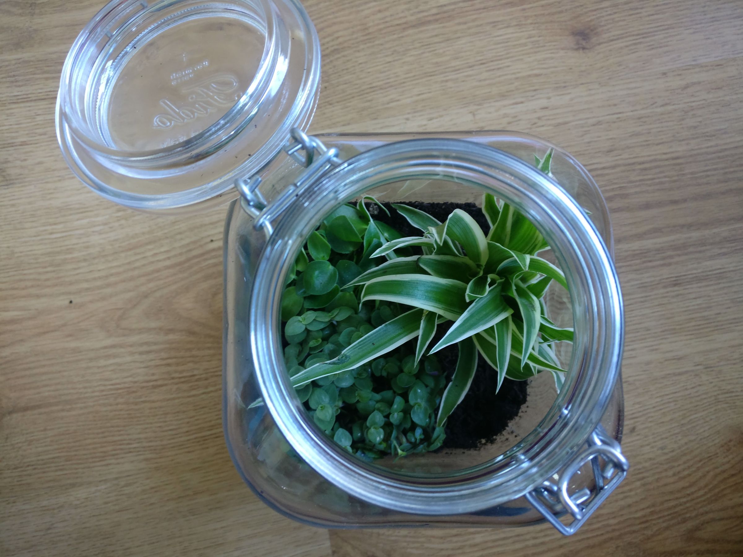 Do It Your-self Sustaining Ecosystem- : 6 Steps (with Pictures ...