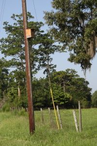 American Kestrel Nest Box : 22 Steps (with Pictures) - Instructables